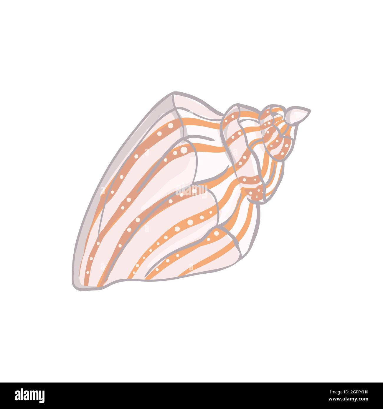 Cute sea shell on a white background Vector illustration, hand-drawn ...