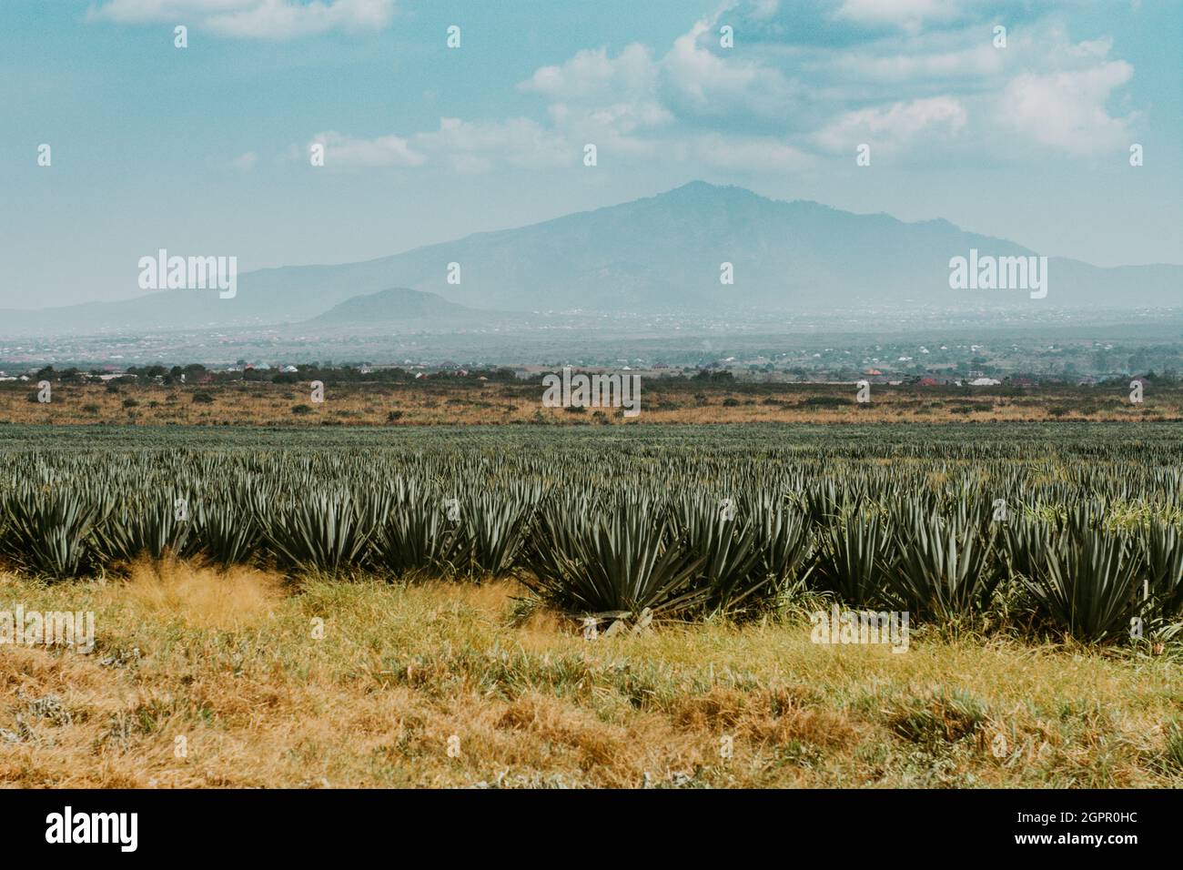 Sisal farm hi-res stock photography and images - Alamy