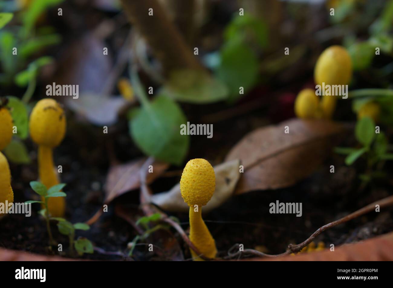 Leucocoprinus High Resolution Stock Photography and Images - Alamy