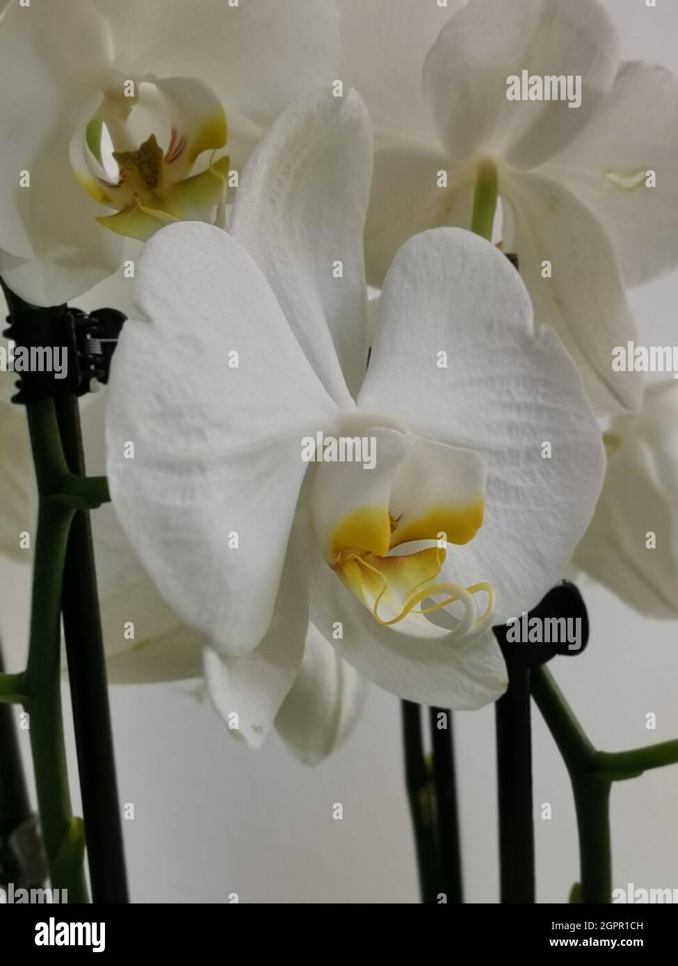 Orcids hi-res stock photography and images - Alamy