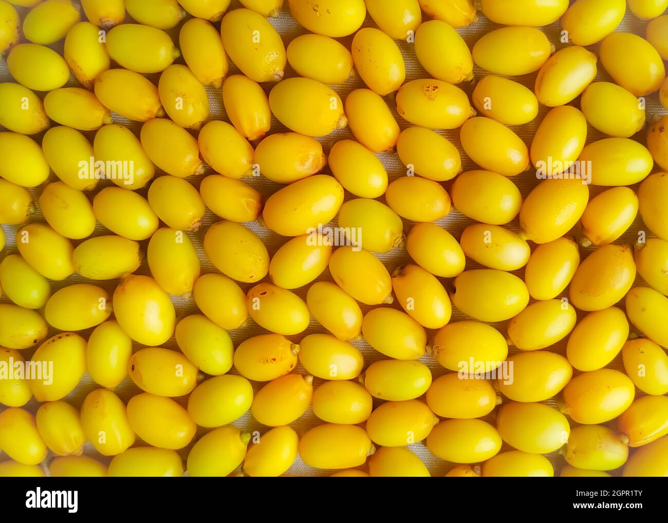 Neem tree fruits hi-res stock photography and images - Alamy