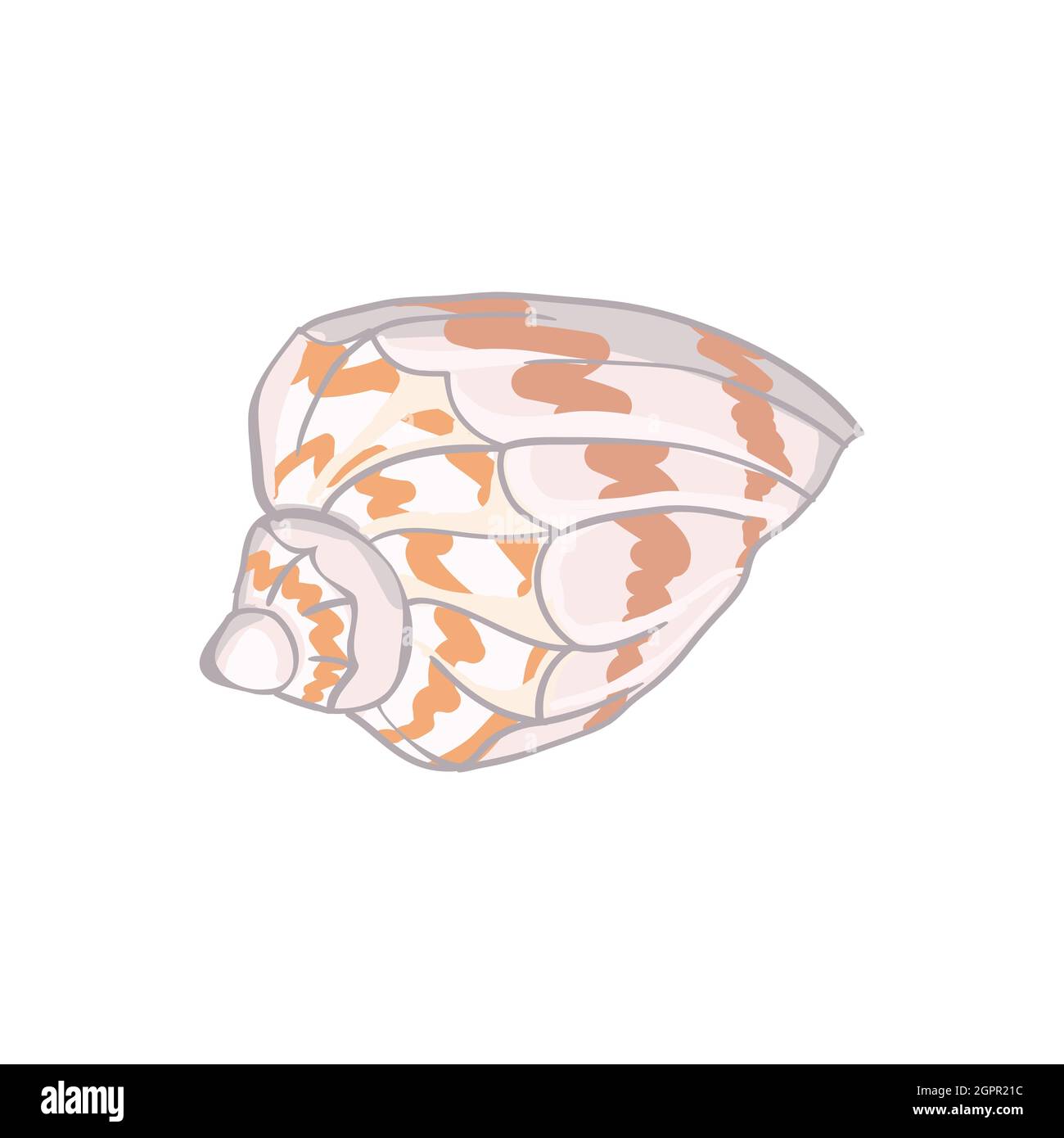 Cute sea shell on a white background Vector illustration, hand-drawn ...