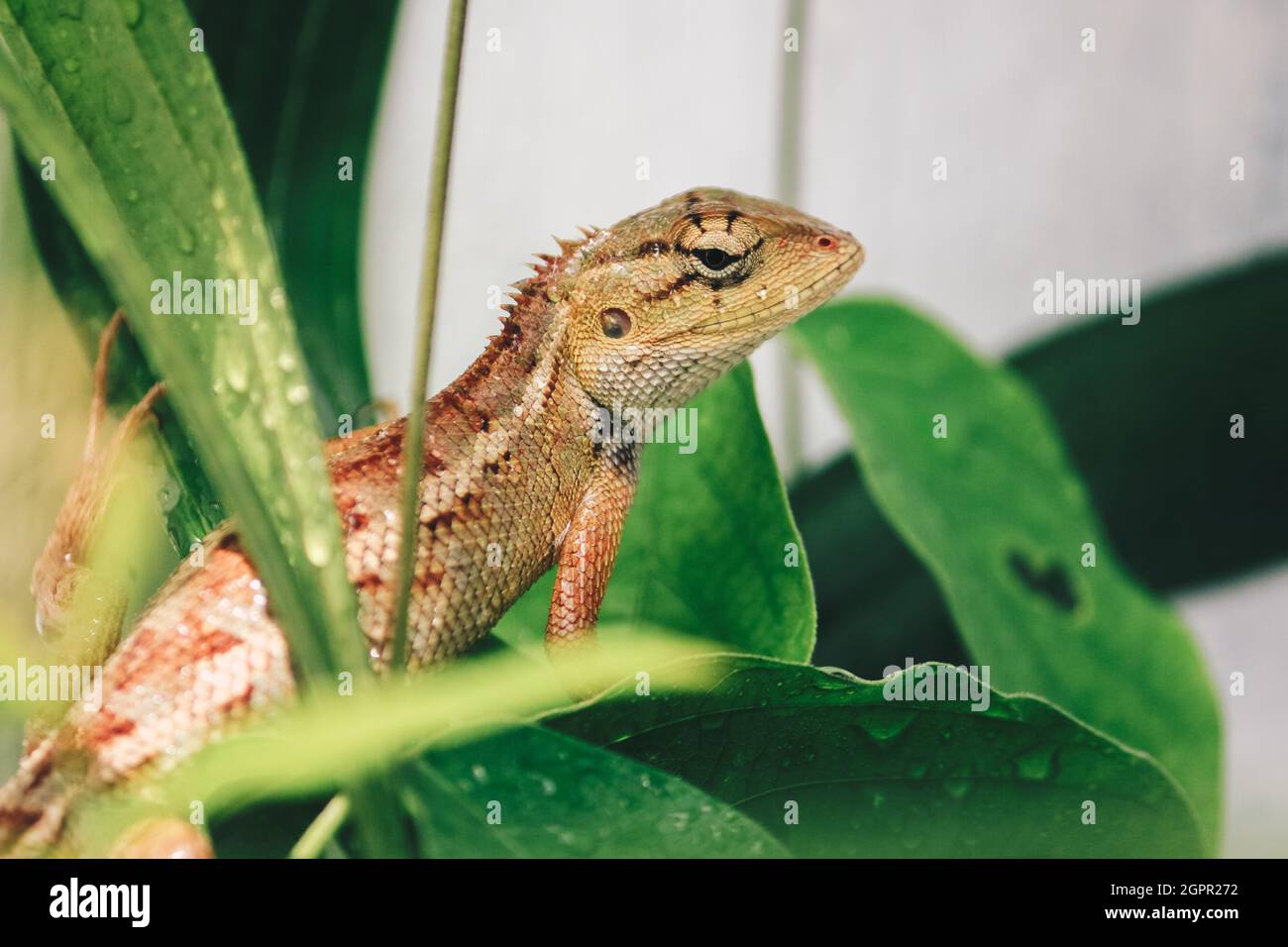 Lizard In Java High Resolution Stock Photography and Images - Alamy
