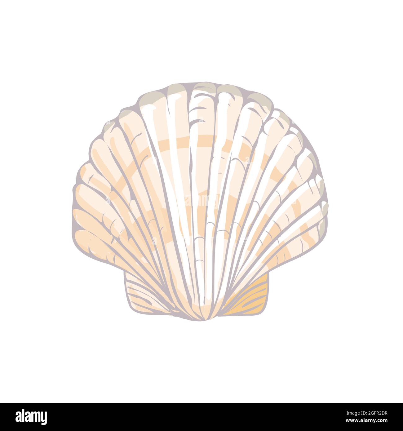 Cute sea shell on a white background Vector illustration, hand-drawn ...