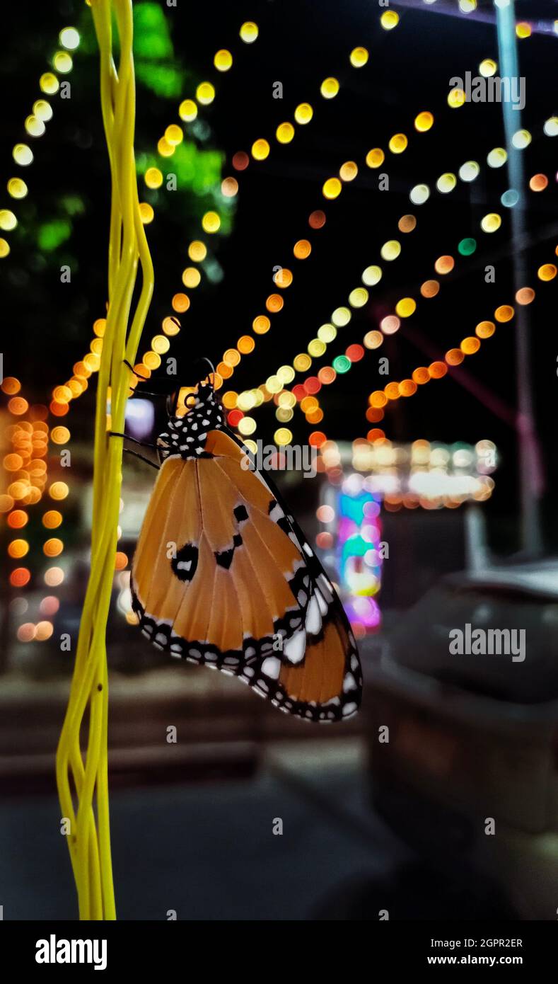 Illuminated butterfly hi-res stock photography and images - Alamy