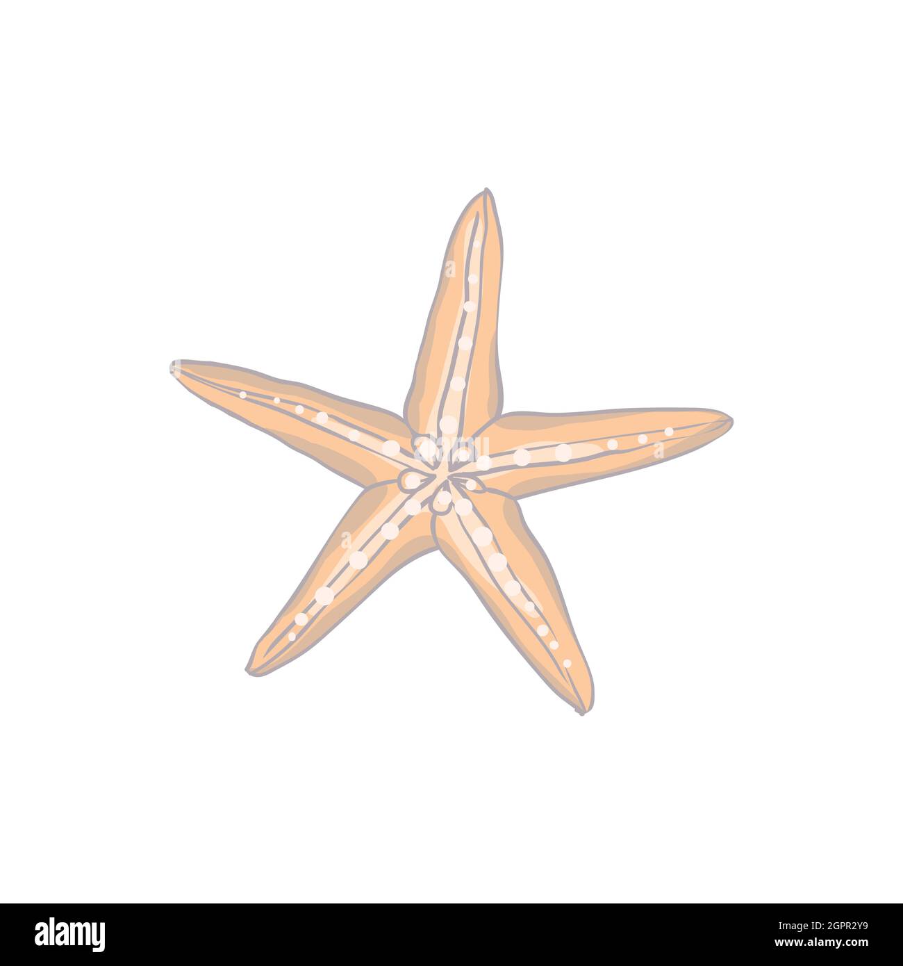 Cute sea shell on a white background Vector illustration, hand-drawn ...