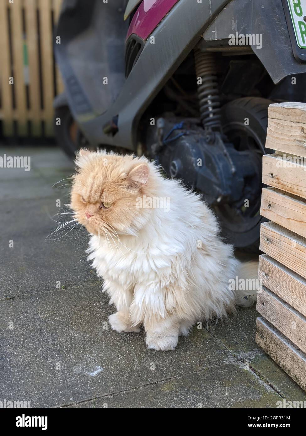 Angry persian fluffy cat Stock Photo - Alamy