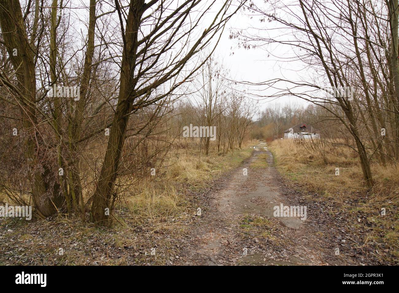 Beautiful view of a long pathway surrounded by greens and trees Stock ...