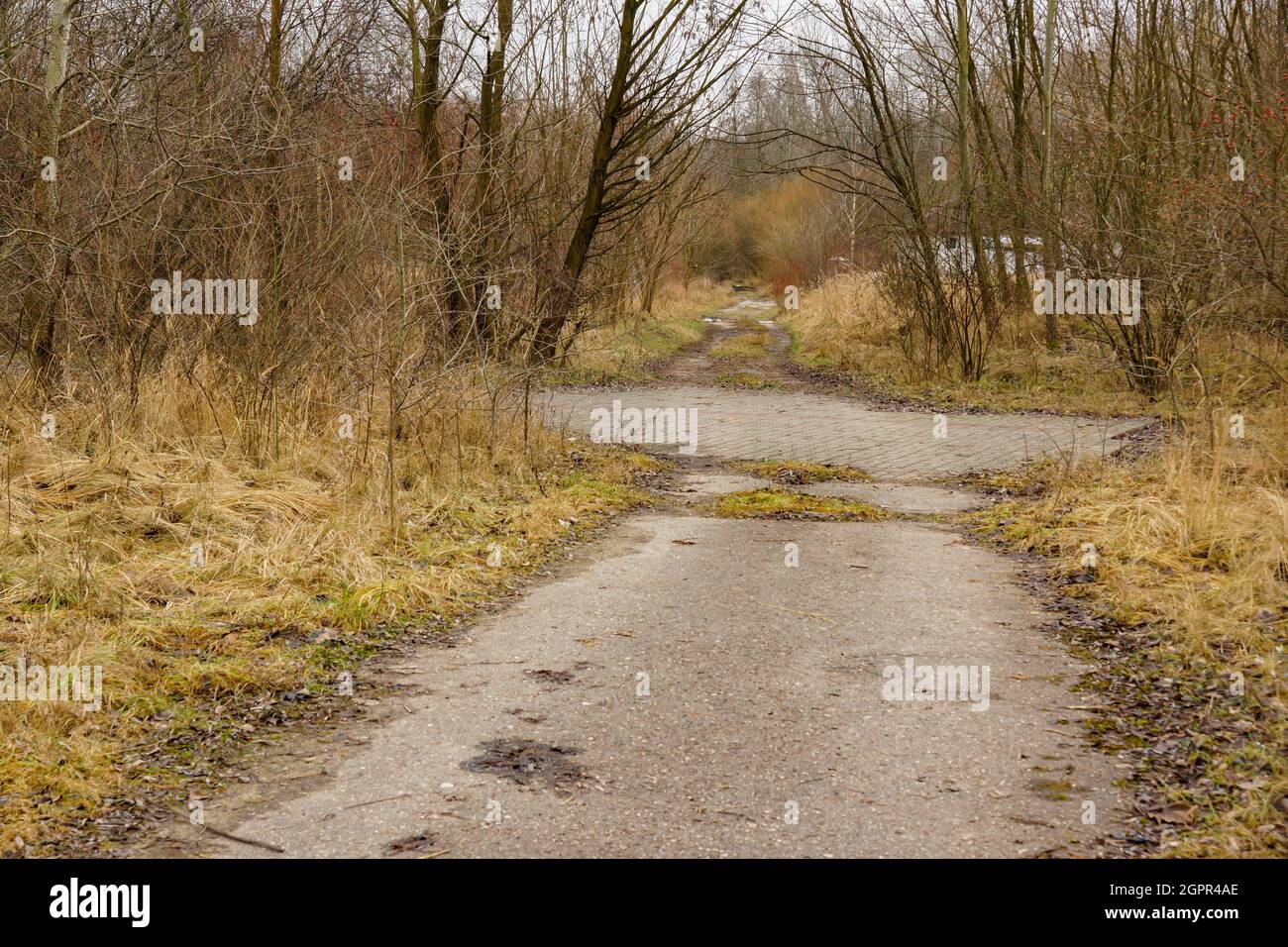 Beautiful view of a long pathway surrounded by greens and trees Stock ...