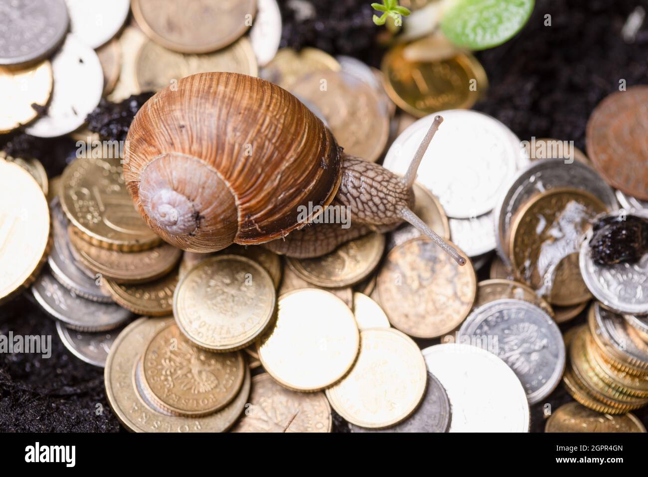 A snail crawling over small coins, a symbol of slowly upcoming ...