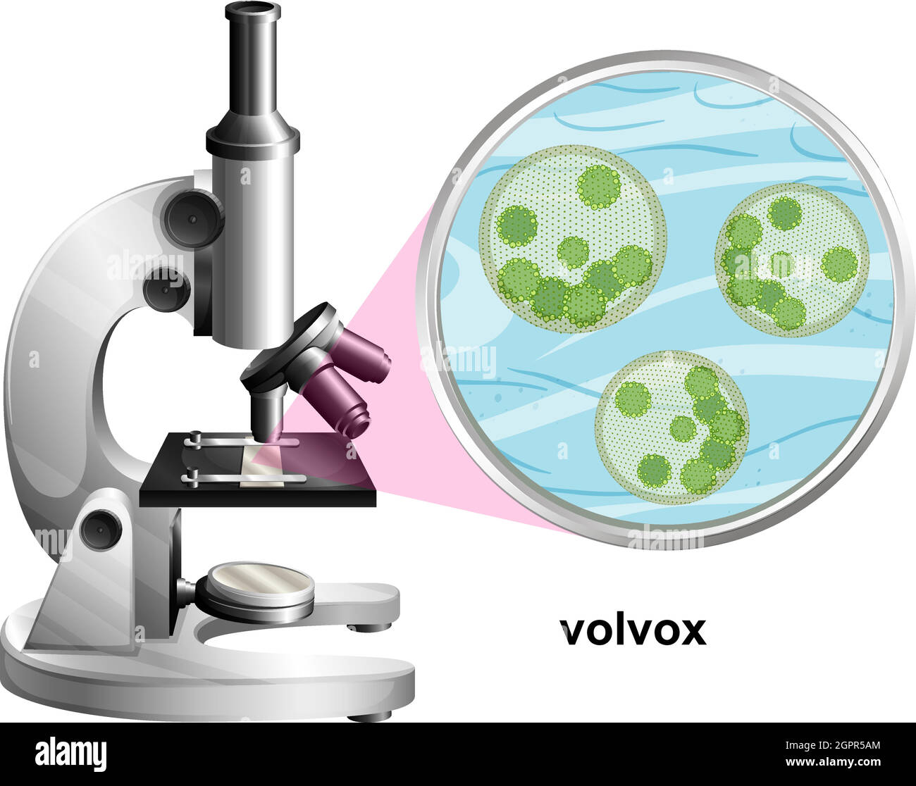 Microscope with anatomy structure of Volvox on white background Stock ...