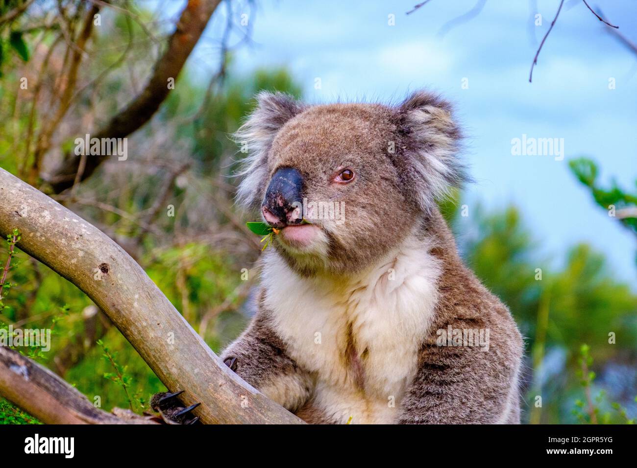 A wild Koala Bear in the Australian bush Stock Photo - Alamy