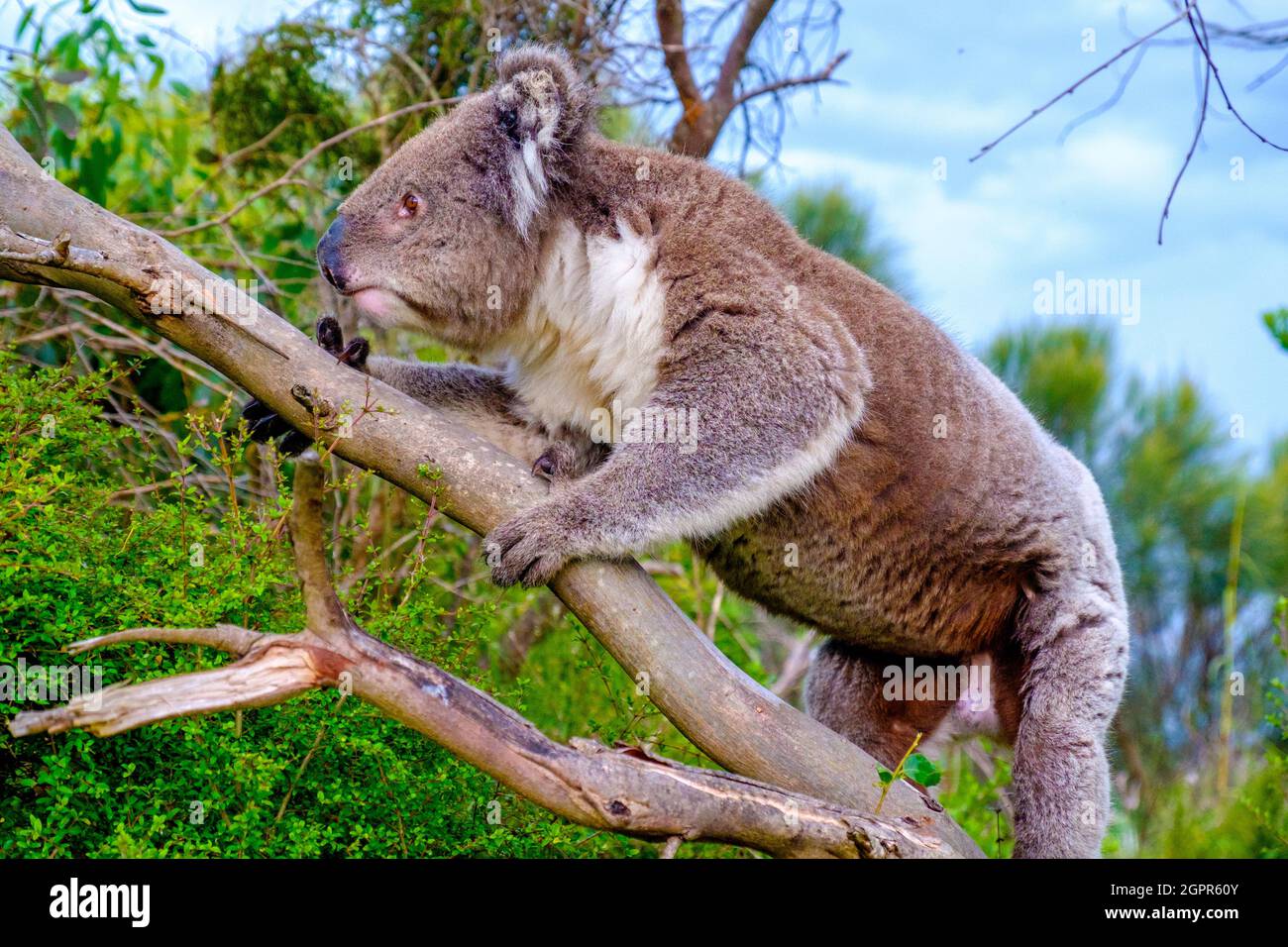 A wild Koala Bear in the Australian bush Stock Photo - Alamy
