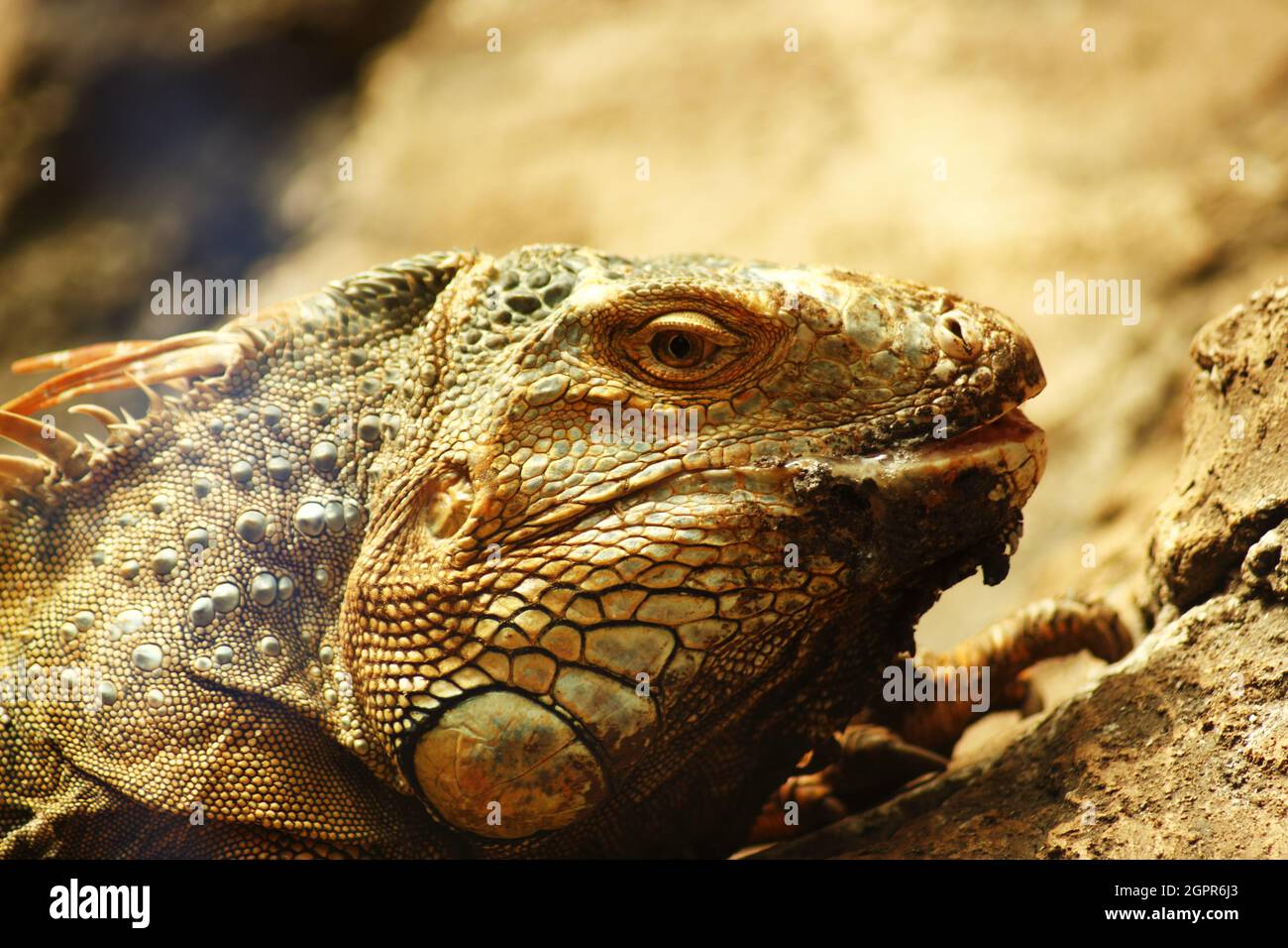 Iguana head shot hi-res stock photography and images - Alamy