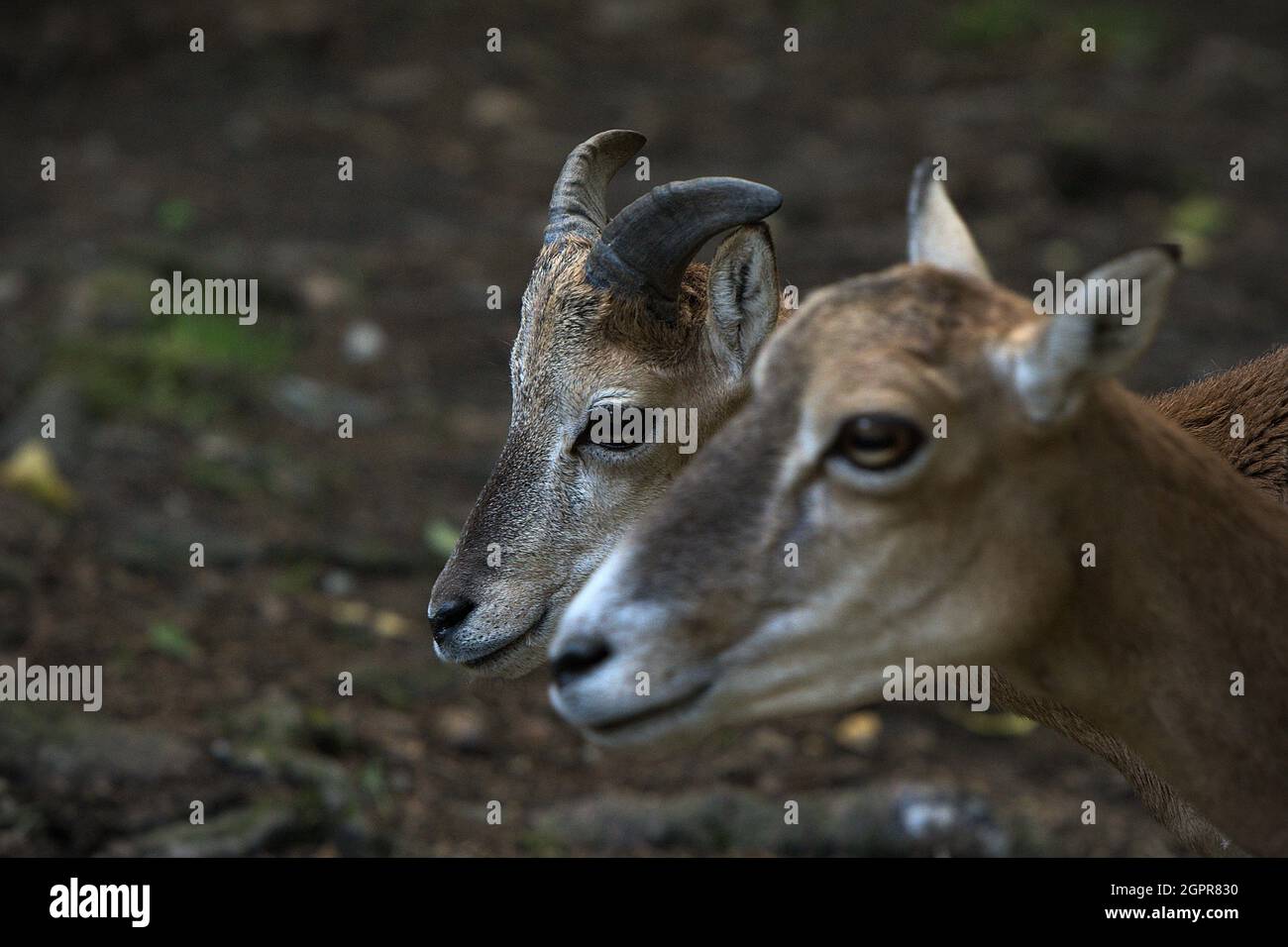 Dear body hi-res stock photography and images - Alamy