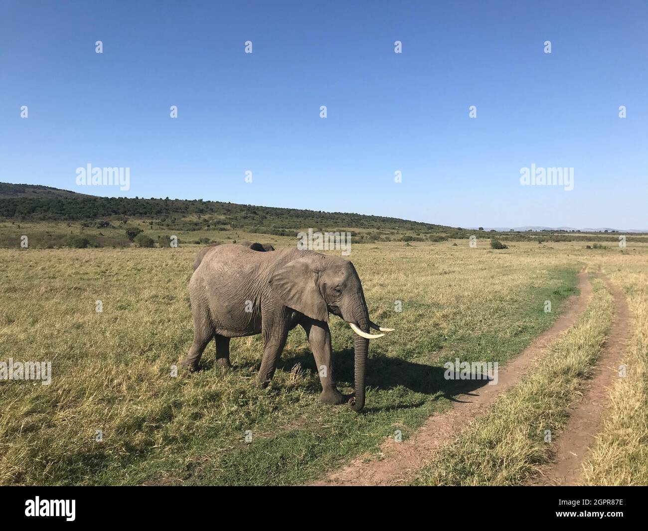 Lone Elephant Walking In Maasai Mara Game Reserve Stock Photo - Alamy