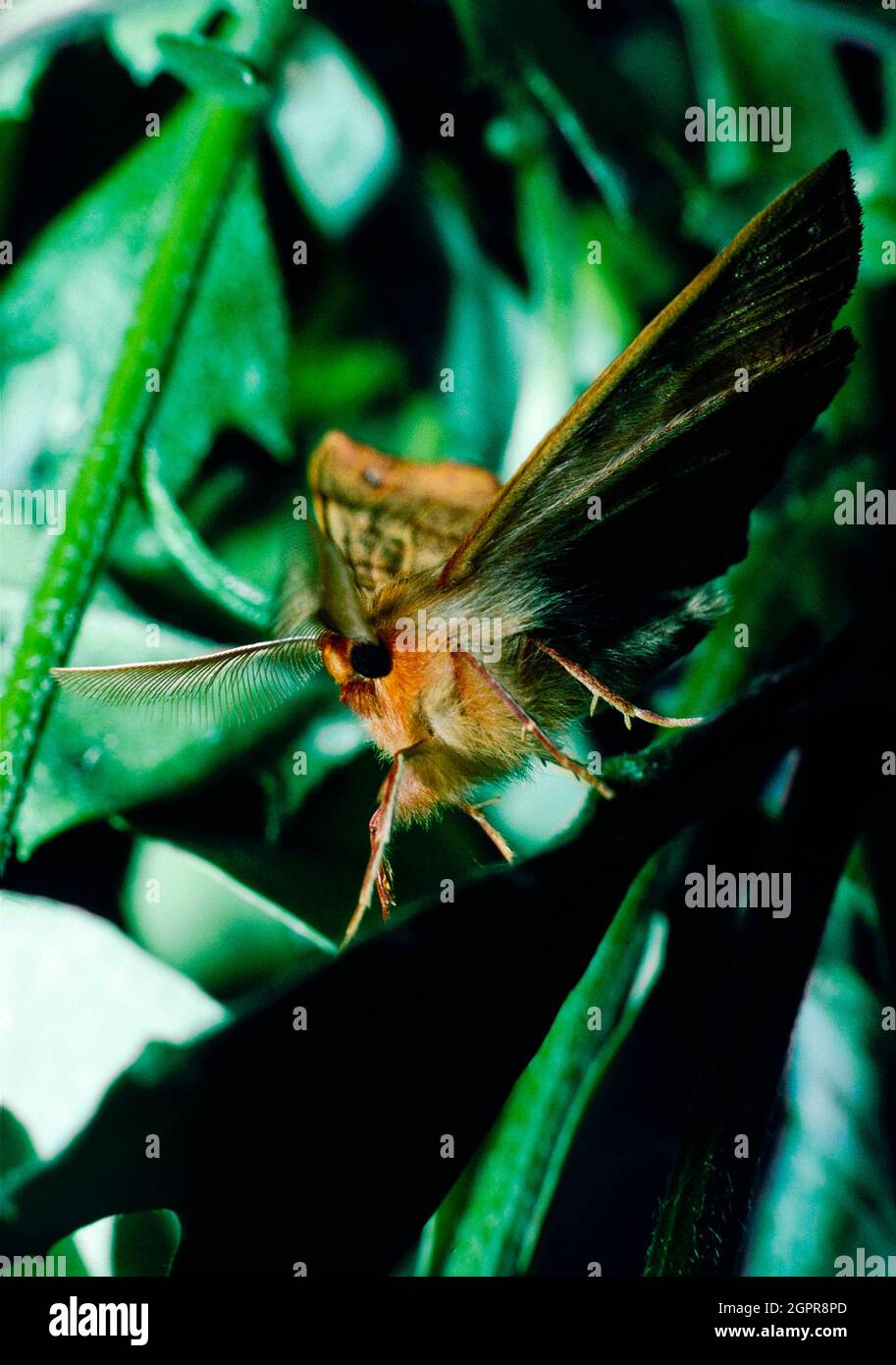Feathered thorn moth hi-res stock photography and images - Alamy