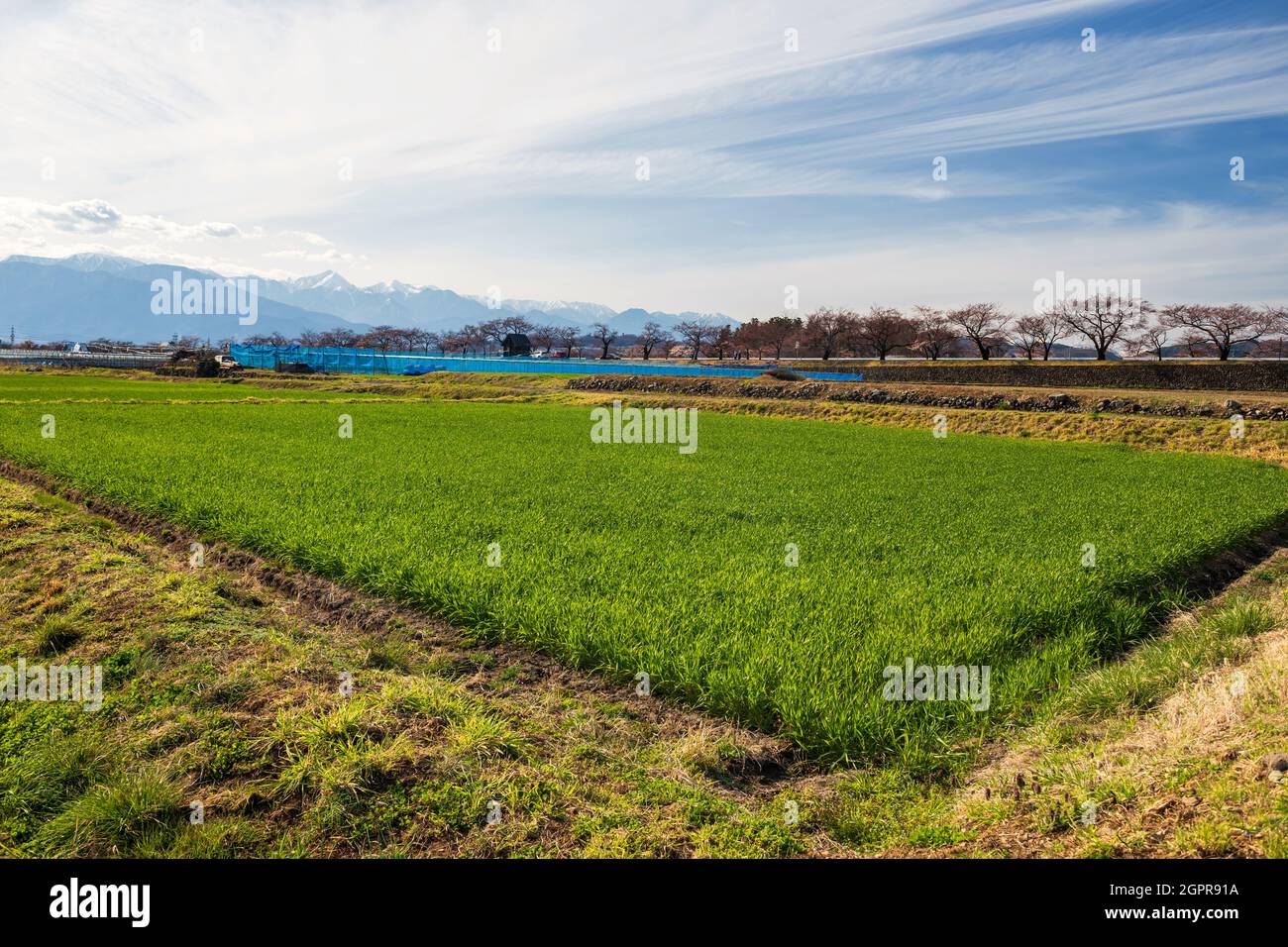Japan rice farm people hi-res stock photography and images - Alamy