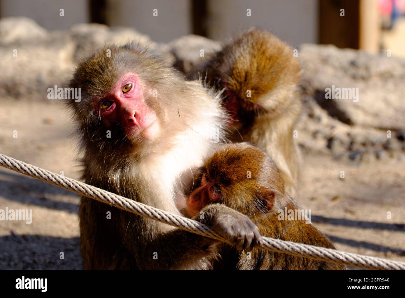 Playful wild animals hi-res stock photography and images - Alamy