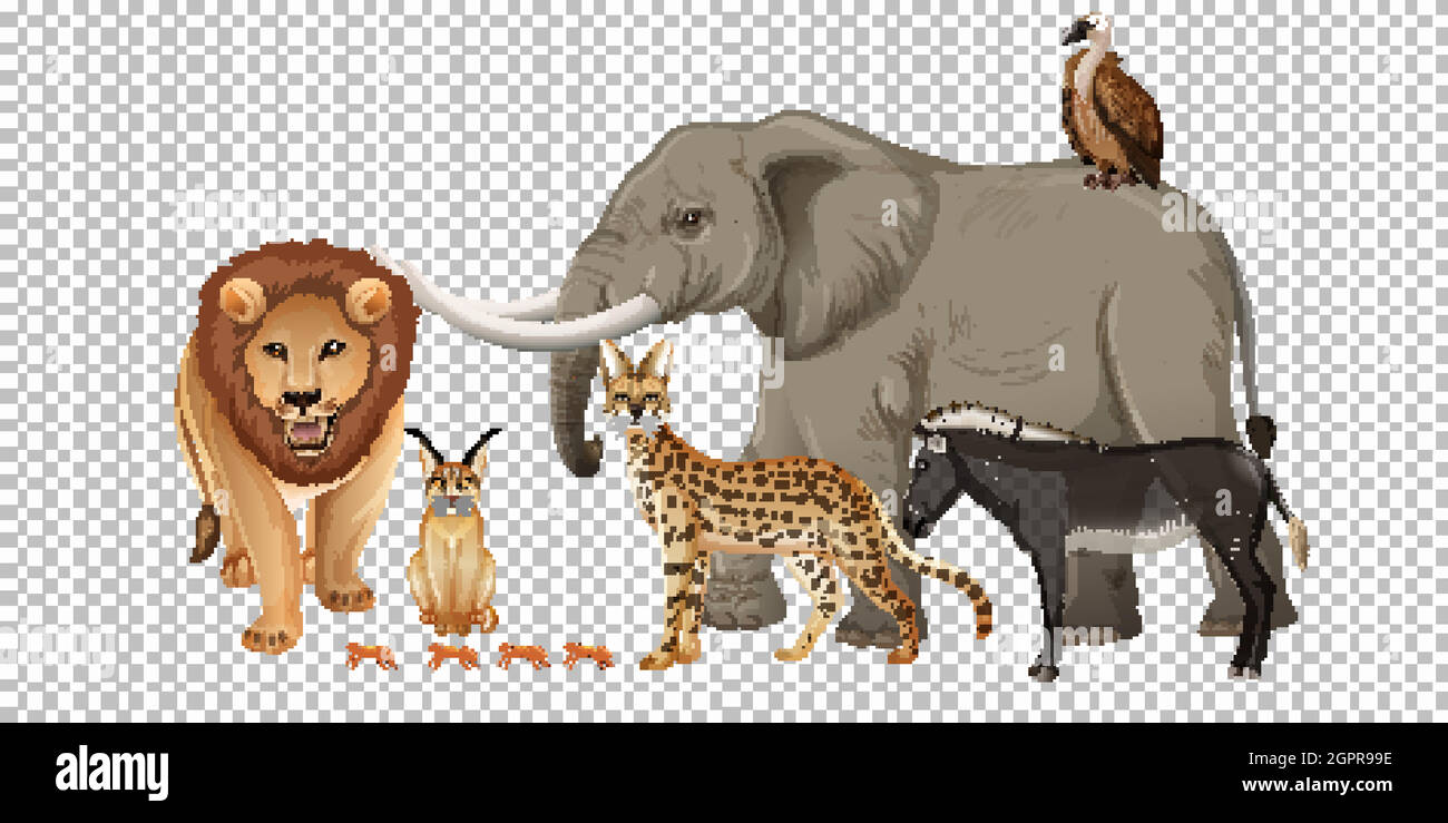 Group of wild african animal on transparent background Stock Vector ...