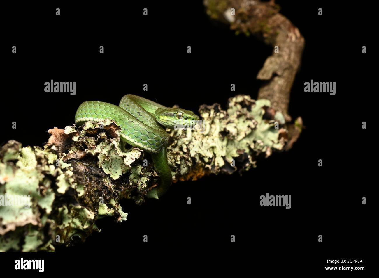 Largescaledpitviper hi-res stock photography and images - Alamy