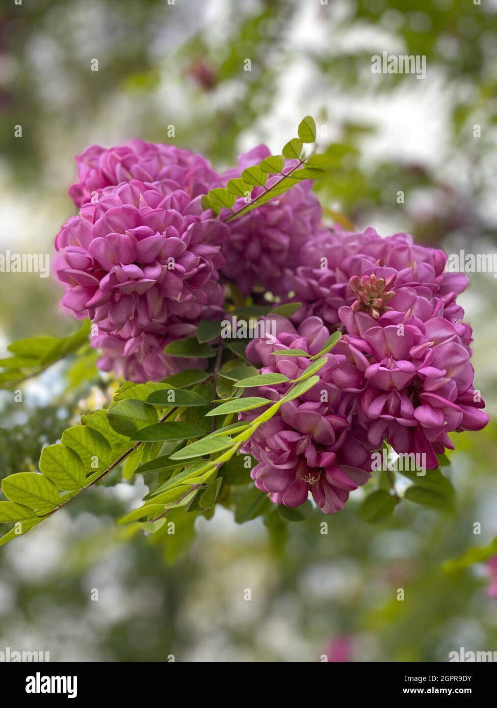Robinia hispida hi-res stock photography and images - Alamy