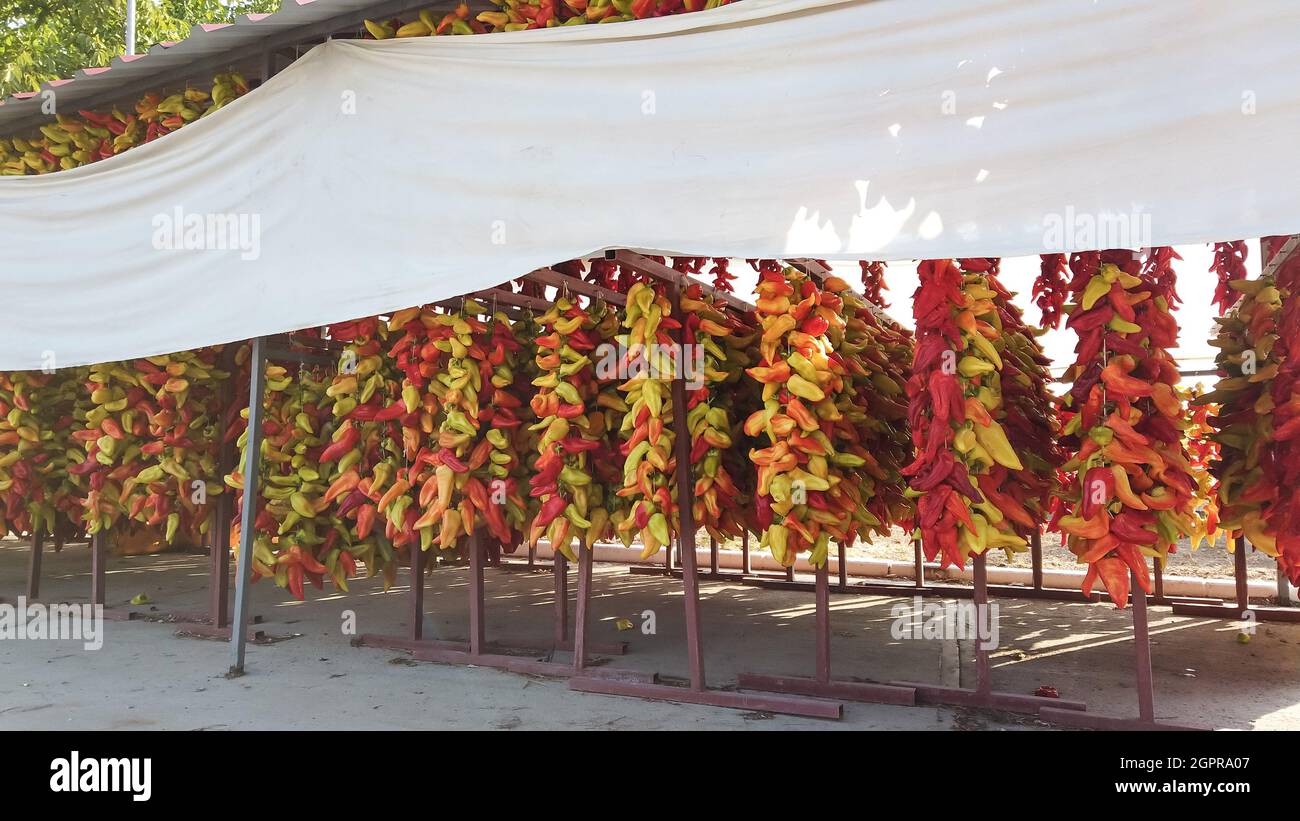 autumn harvest of sweet pepper. dried bell peppers. close up Stock ...