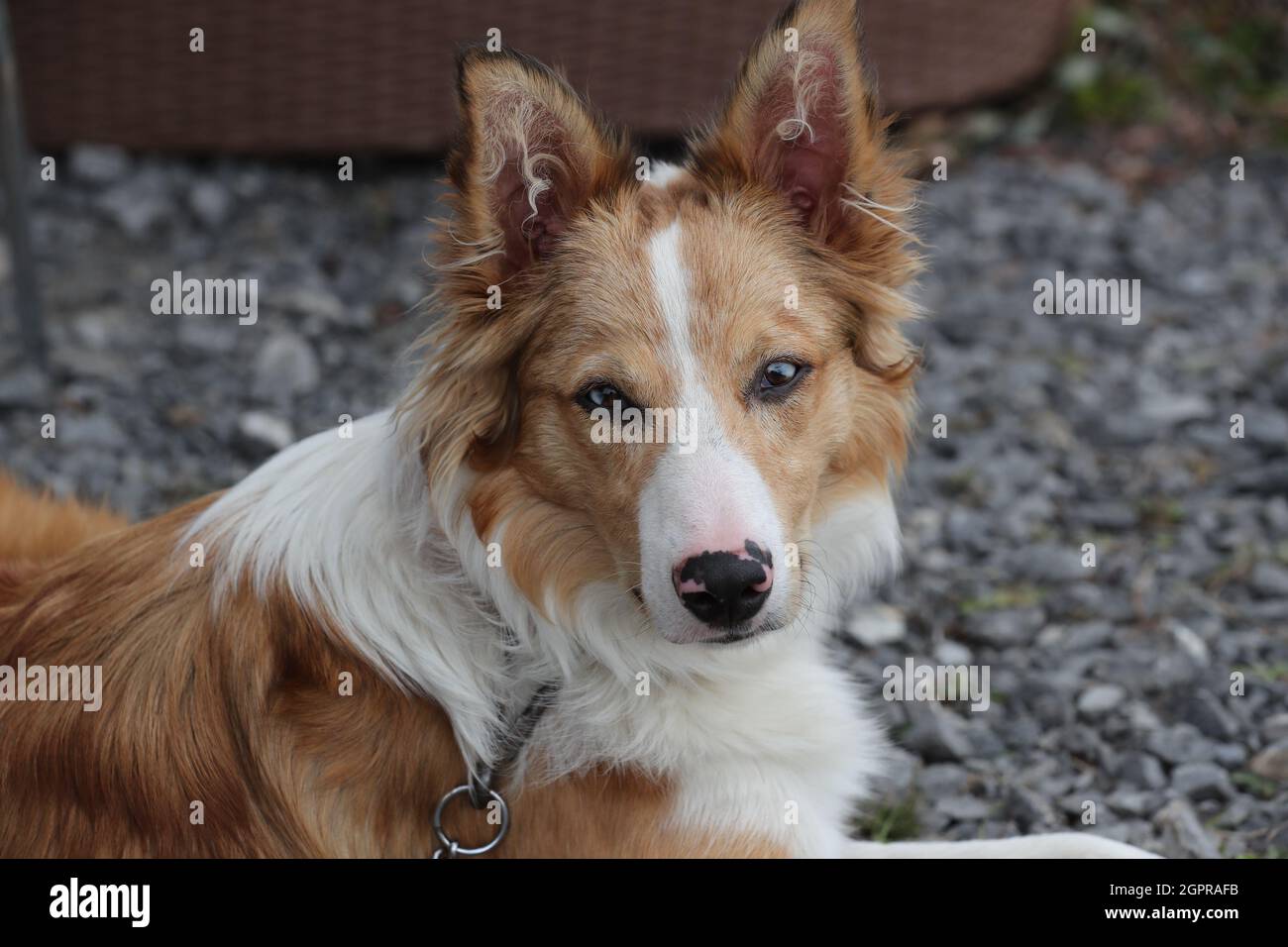 Welsh Sheep Dog Stock Photo - Alamy
