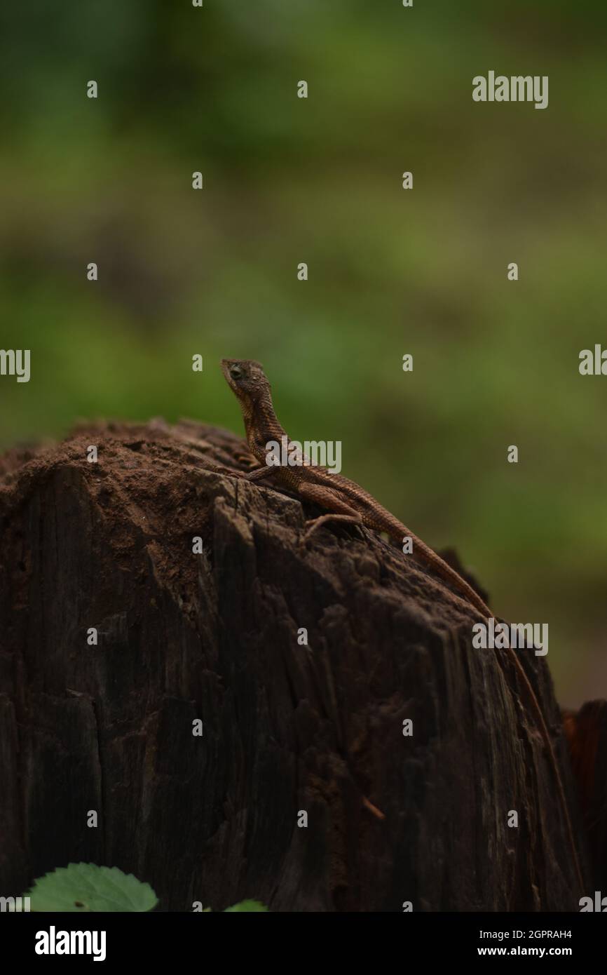 Closeup shot of a lizard in the forest Stock Photo - Alamy