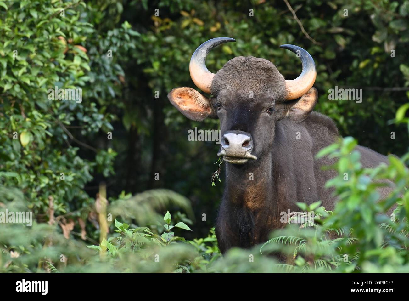Indian gaur hi-res stock photography and images - Alamy