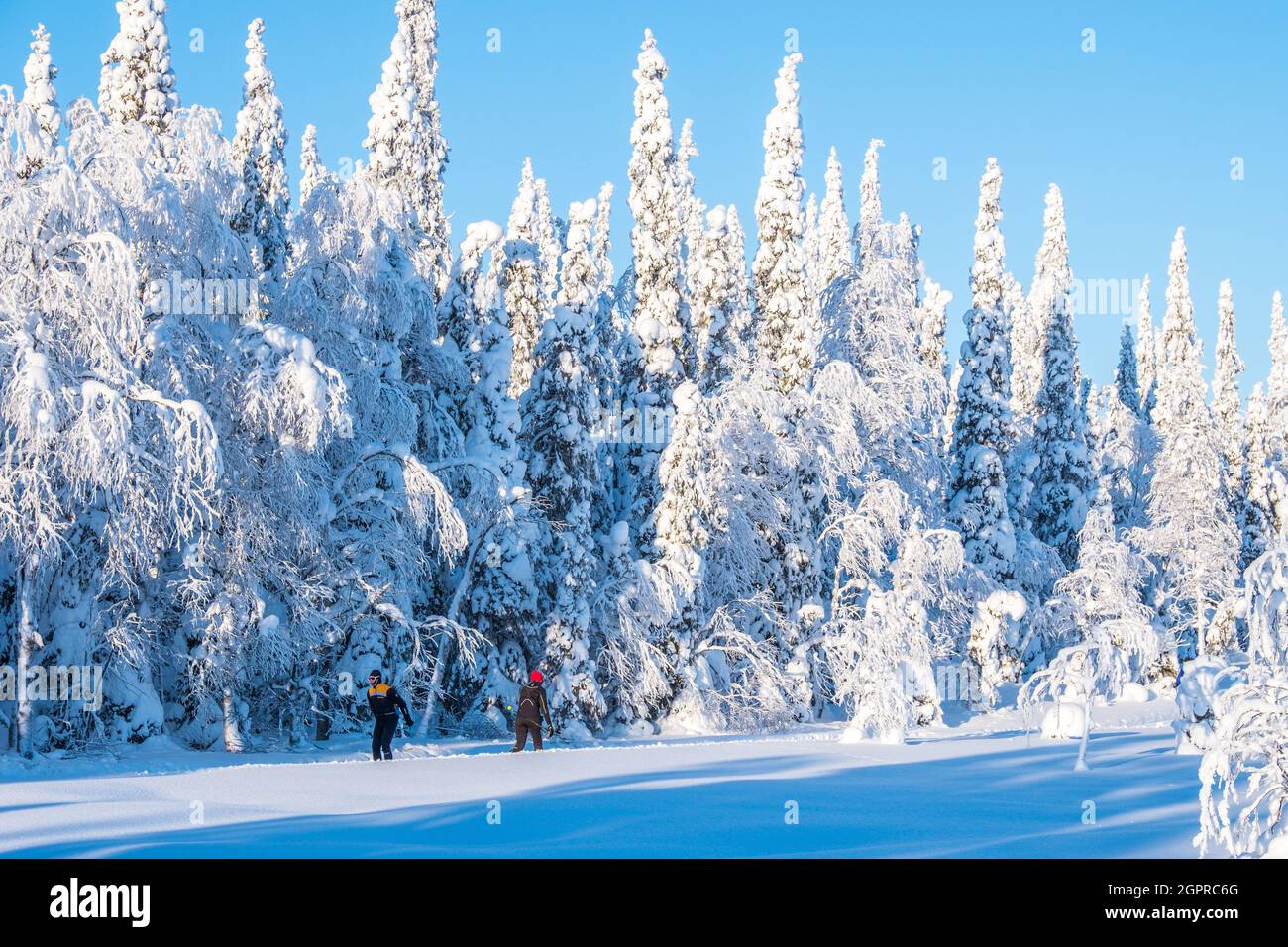 Snow laden trees and blue skies in the forests of Finnish Lapland Stock ...