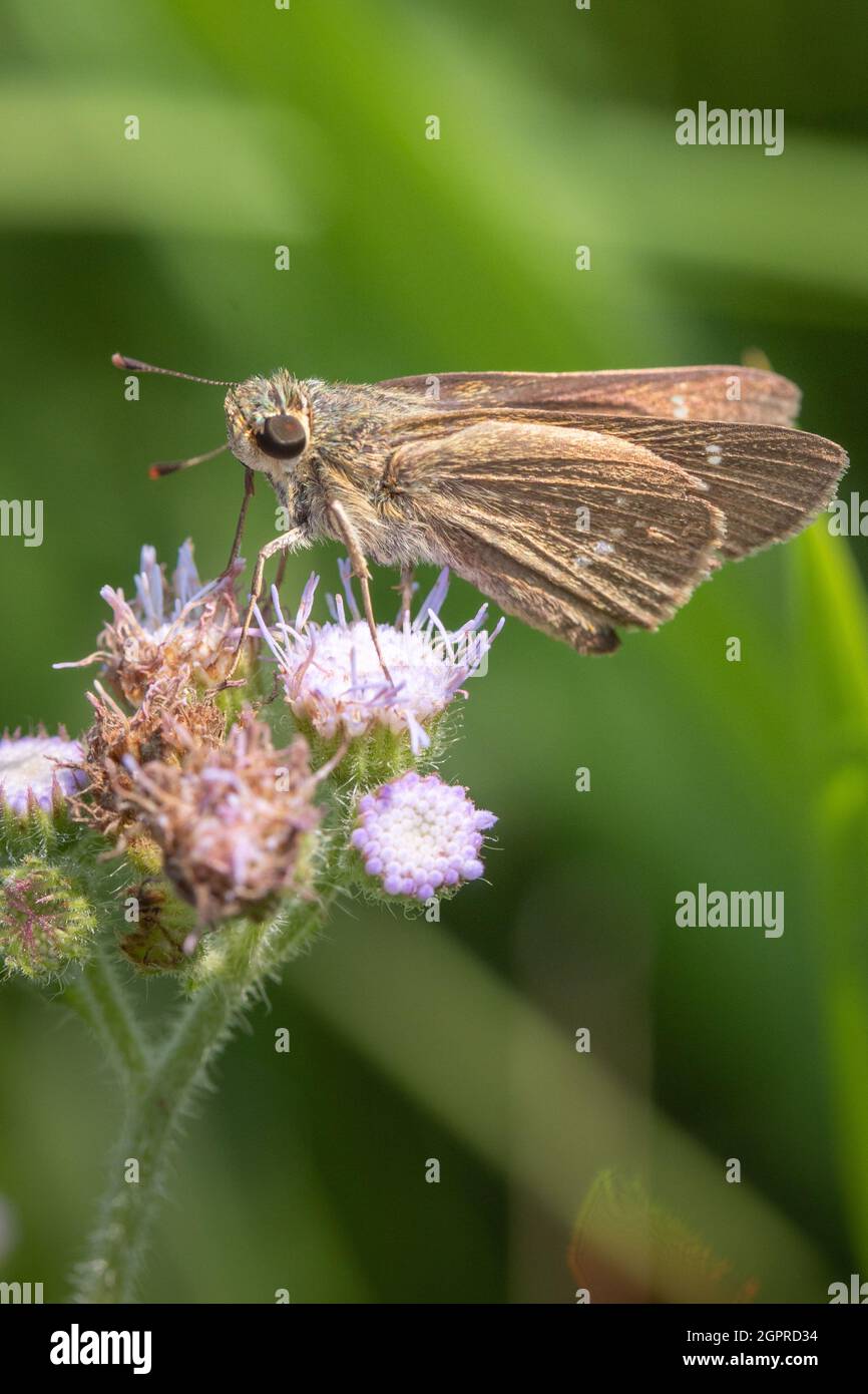 Butterfly butterflies flowers indonesia hi-res stock photography and ...