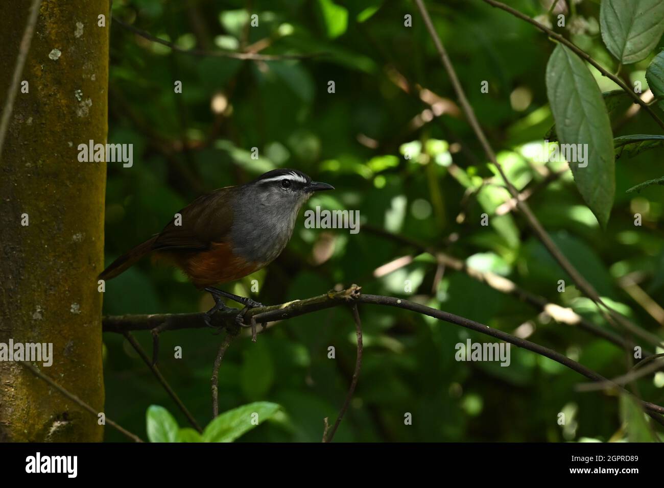Palani laughing thrush hi-res stock photography and images - Alamy