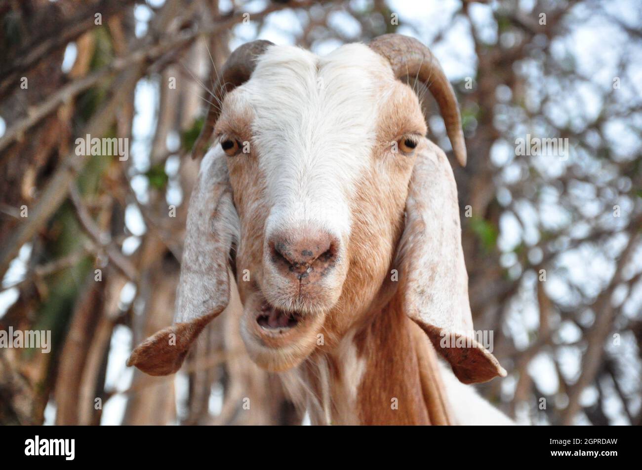 A goat staring and chewing its food Stock Photo - Alamy