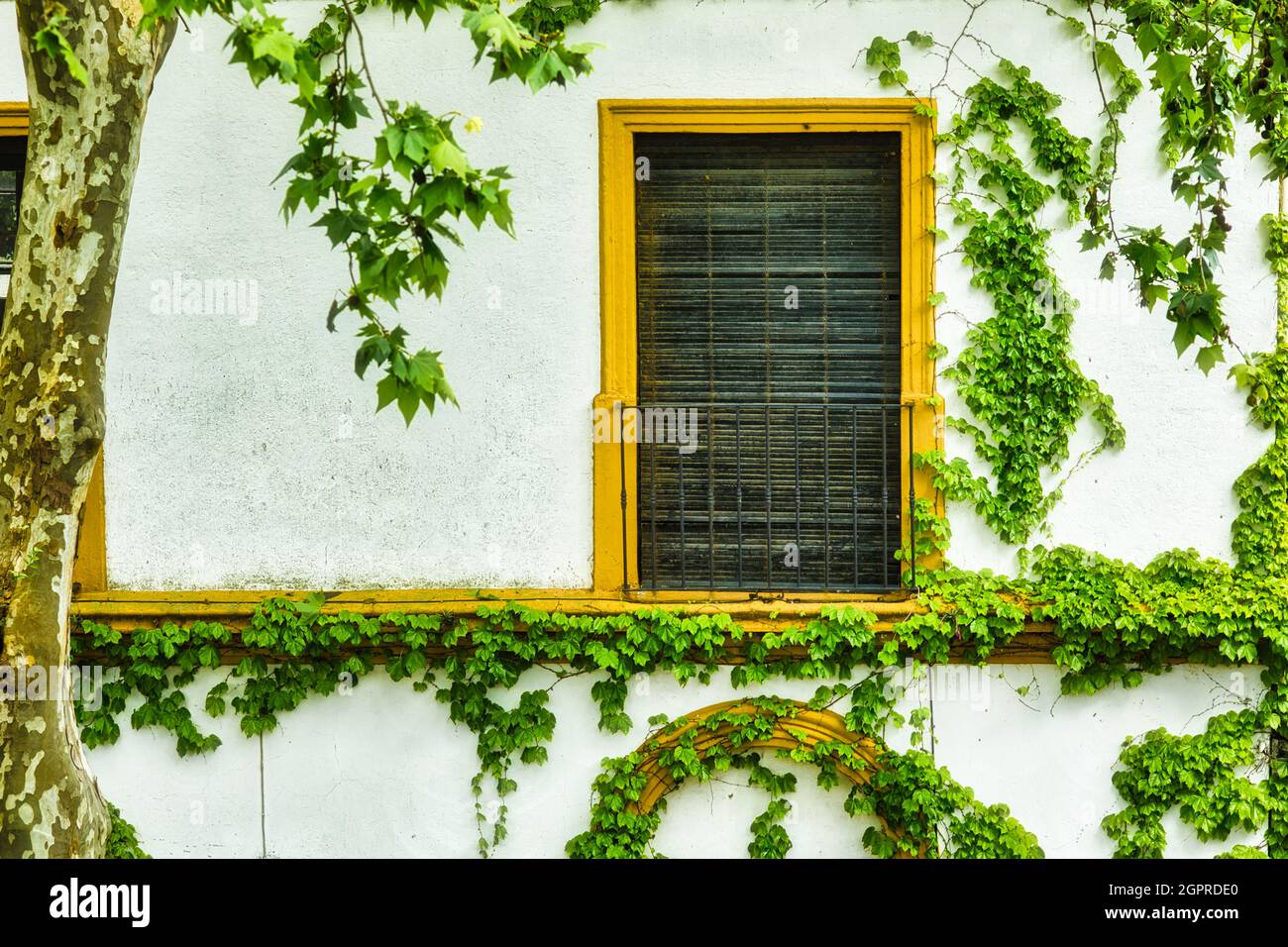 Window with a yellow frame on a white wall overgrown with green plants ...