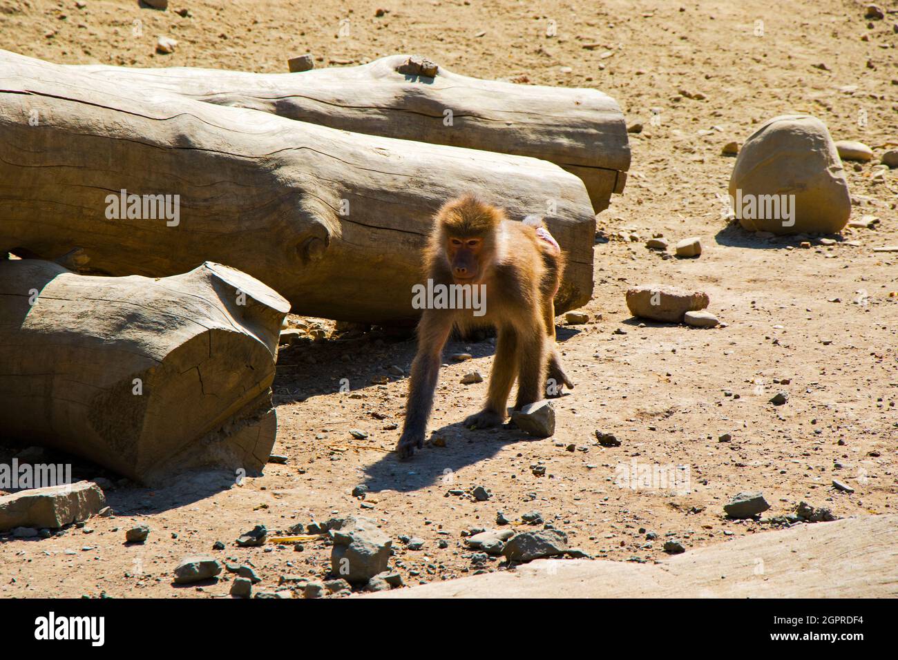 The Macaques Constitute A Genus Of Gregarious Old World Monkeys Of The ...