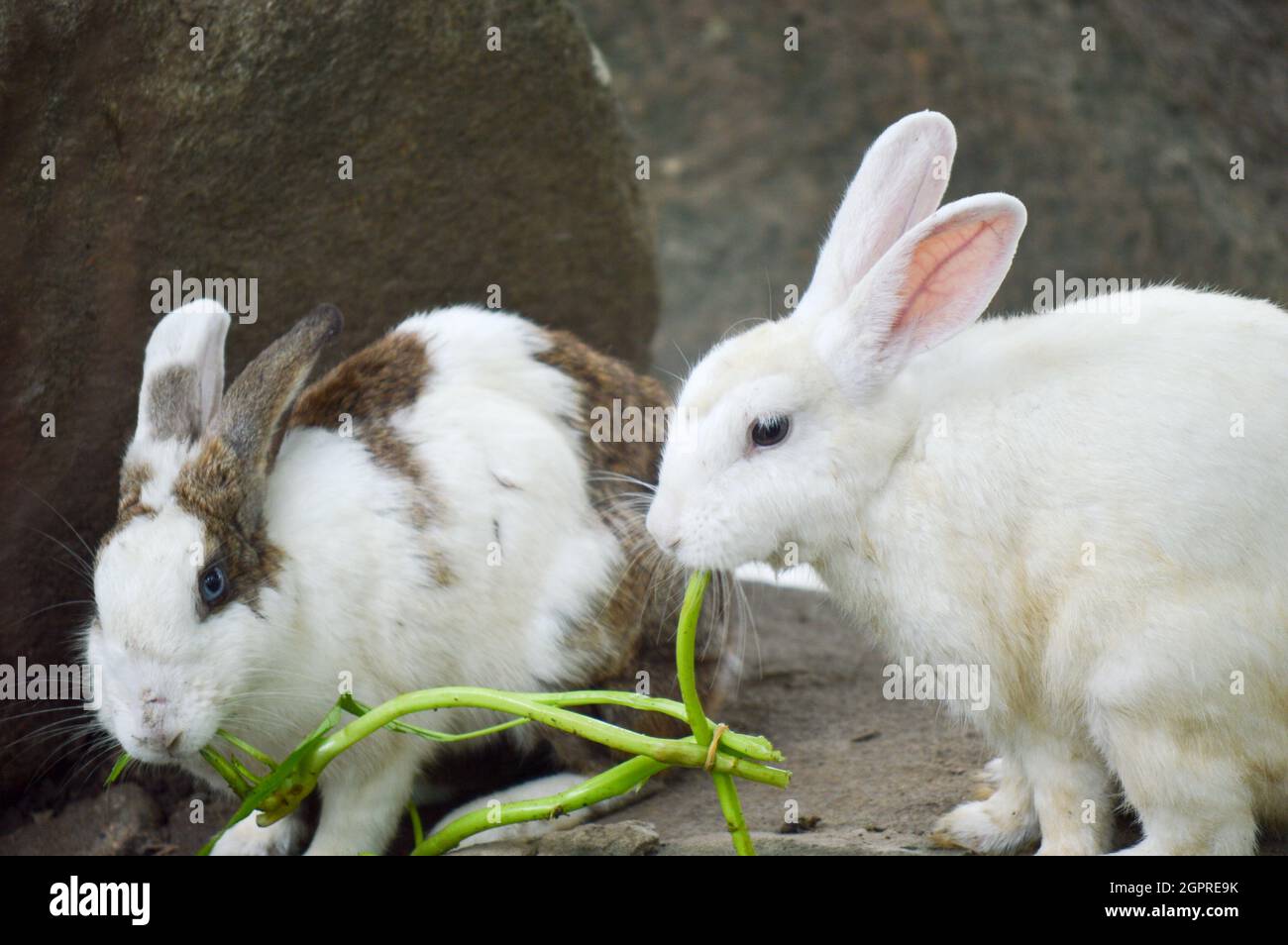 Group rabbits field hi-res stock photography and images - Alamy