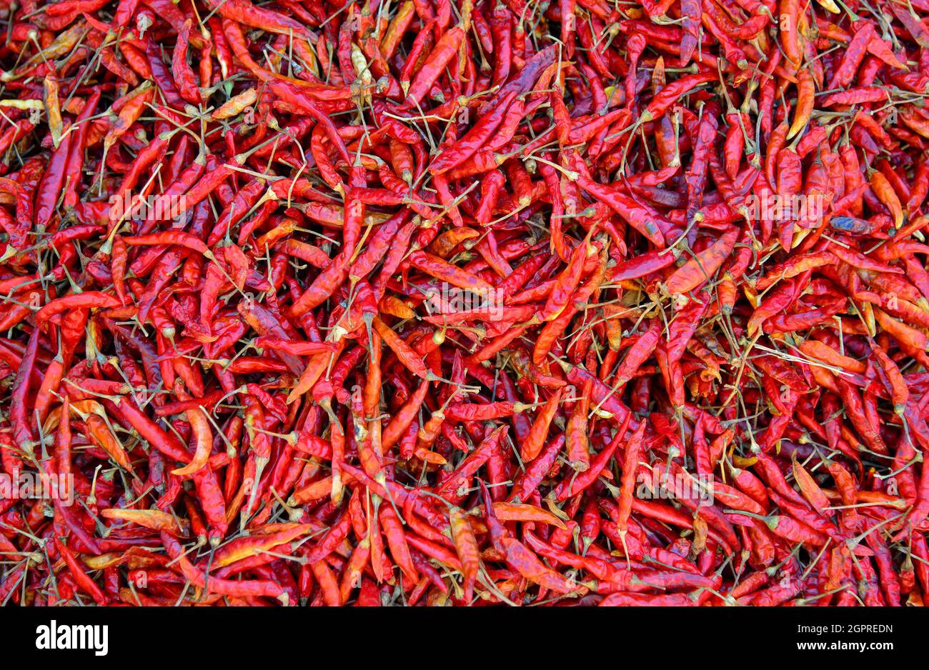 Selling dried chili at rural market of Taunggyi, Myanmar. Taunggyi is ...