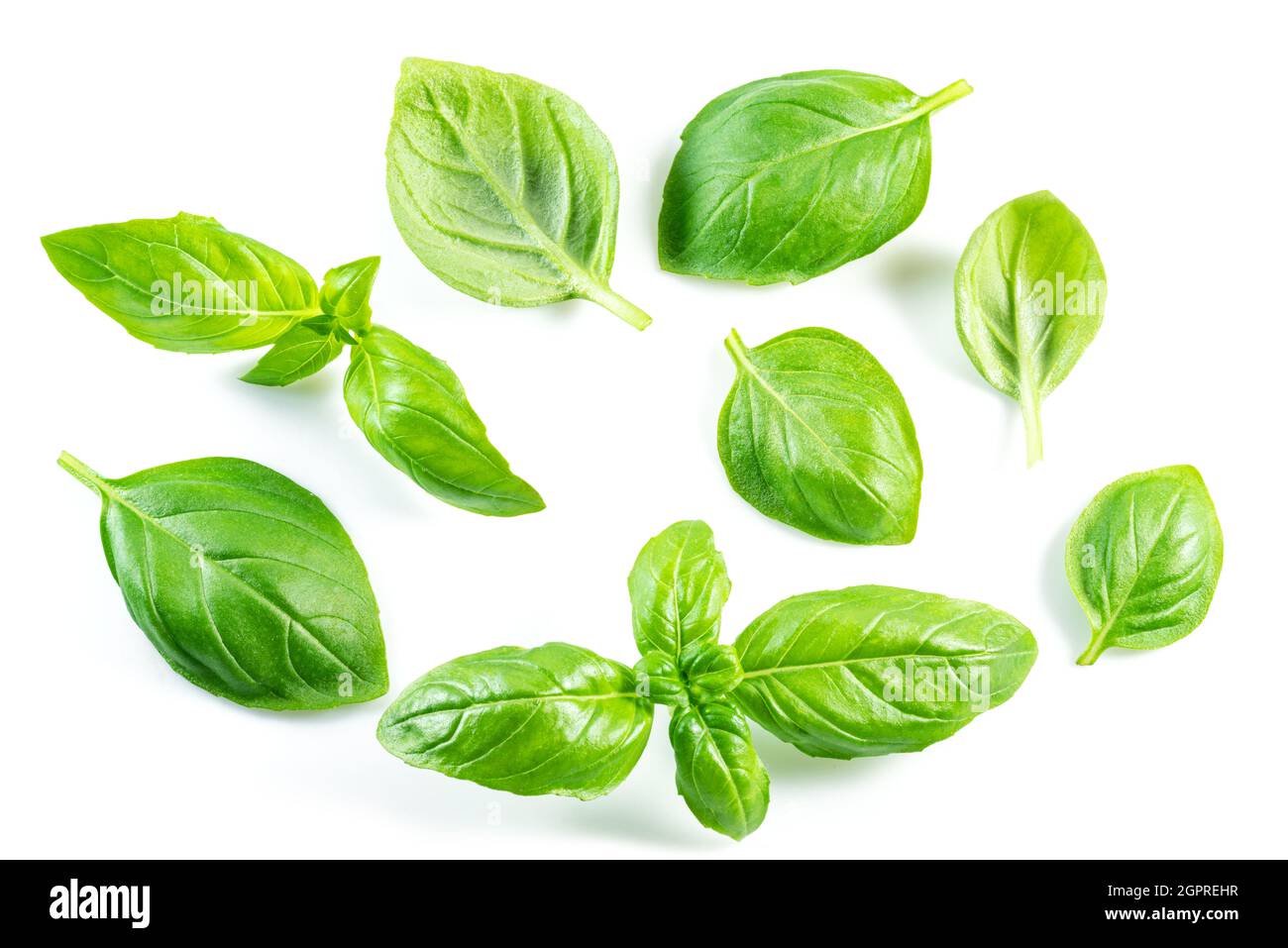 Set of fresh green basil leaves isolated on white background Stock ...