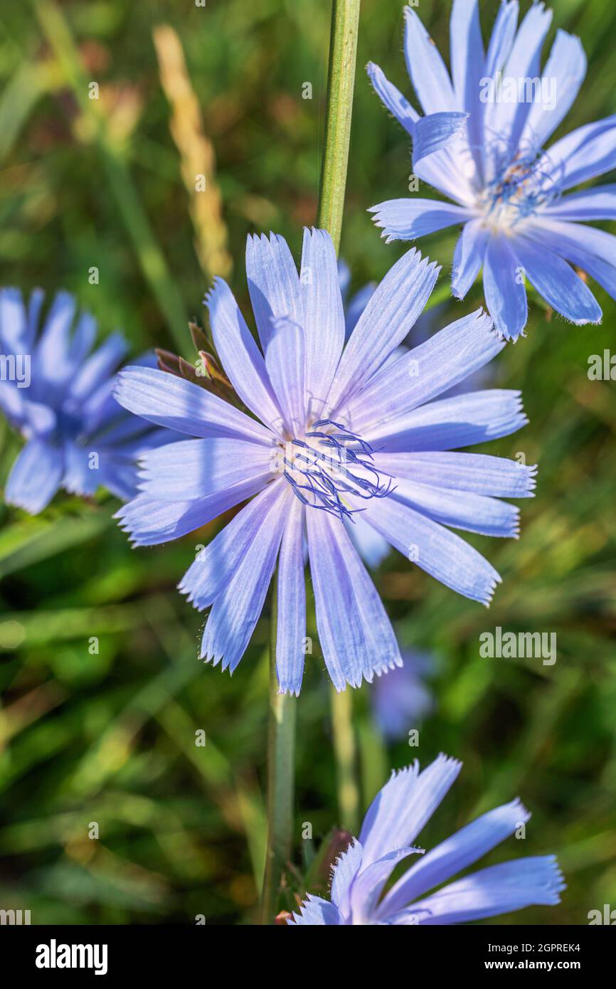 Chicory plant in blossom. Beautiful blue flowers close up. Nature ...