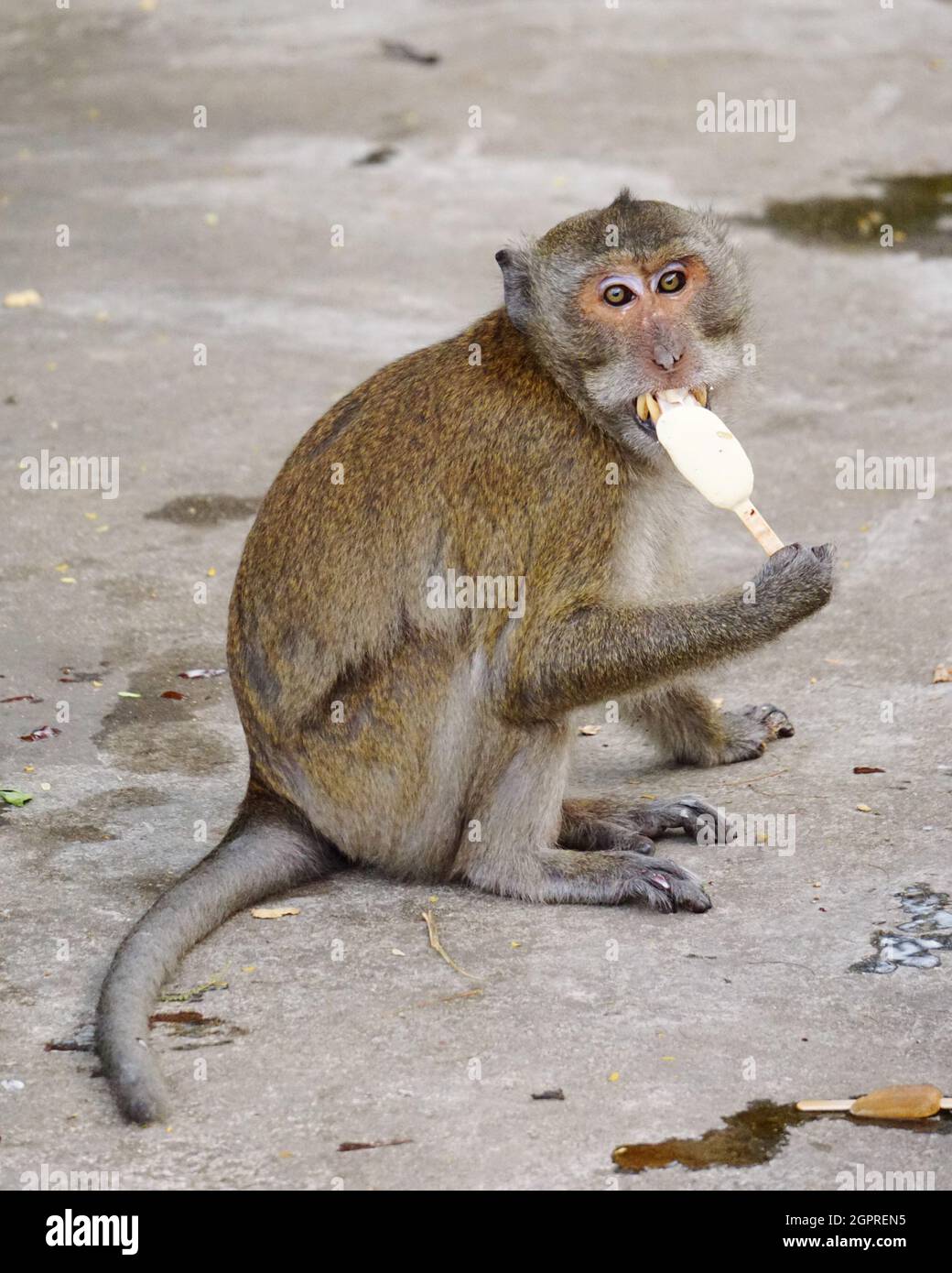 Monkey eating ice cream hi-res stock photography and images - Alamy