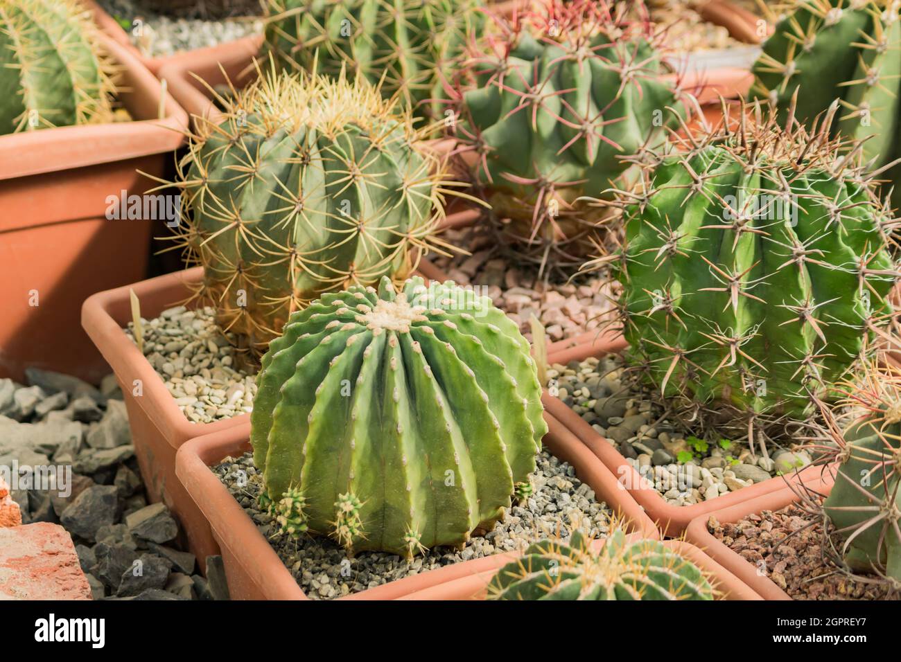 Ball shaped cacti hi-res stock photography and images - Alamy
