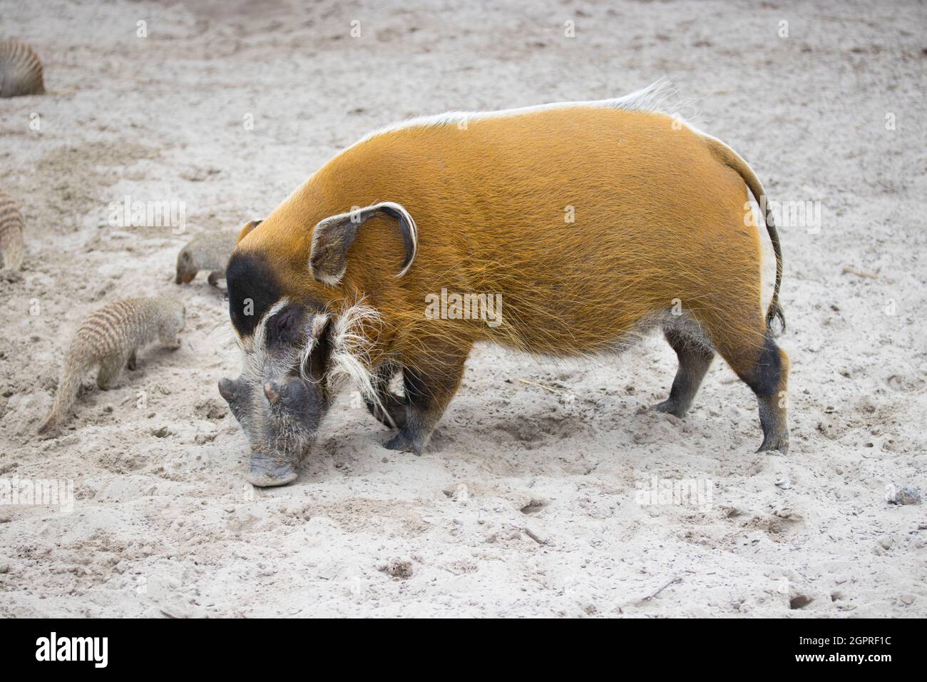 river pork in the zoo Stock Photo - Alamy