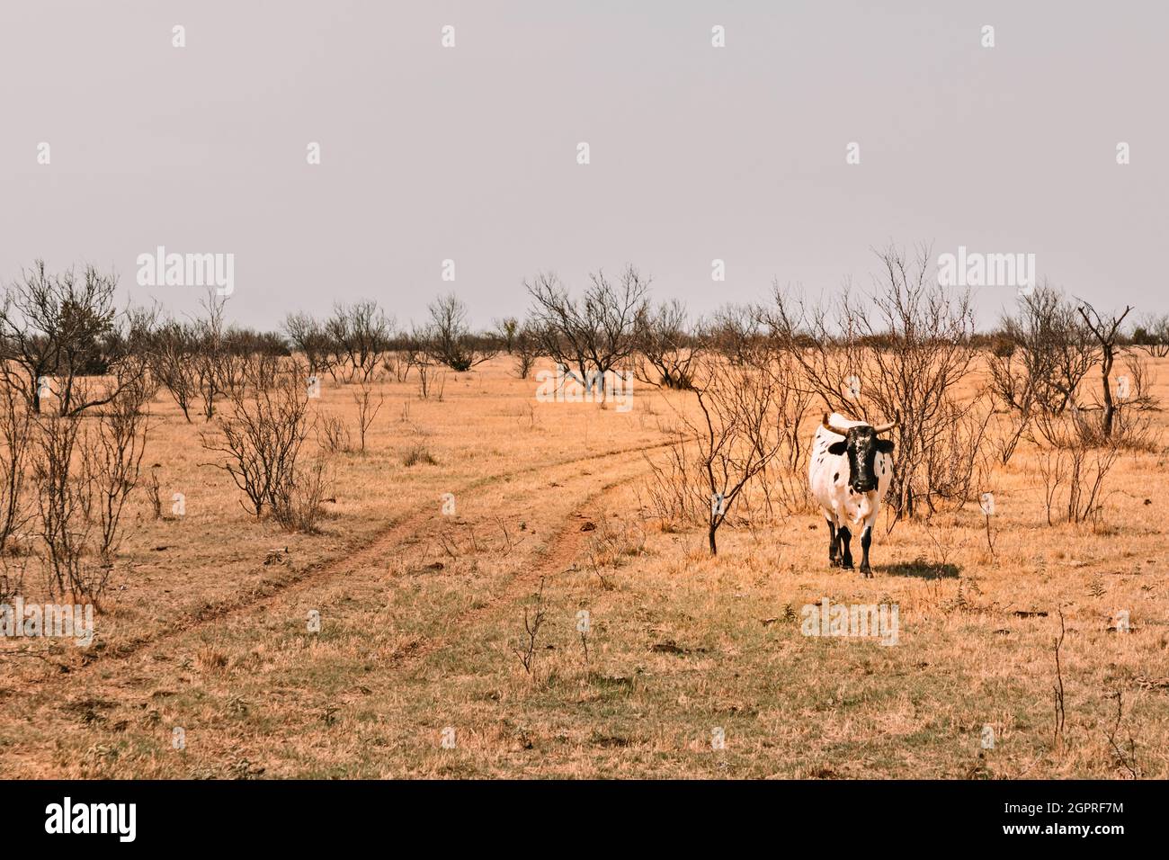 Cow in texas grassland hi-res stock photography and images - Alamy