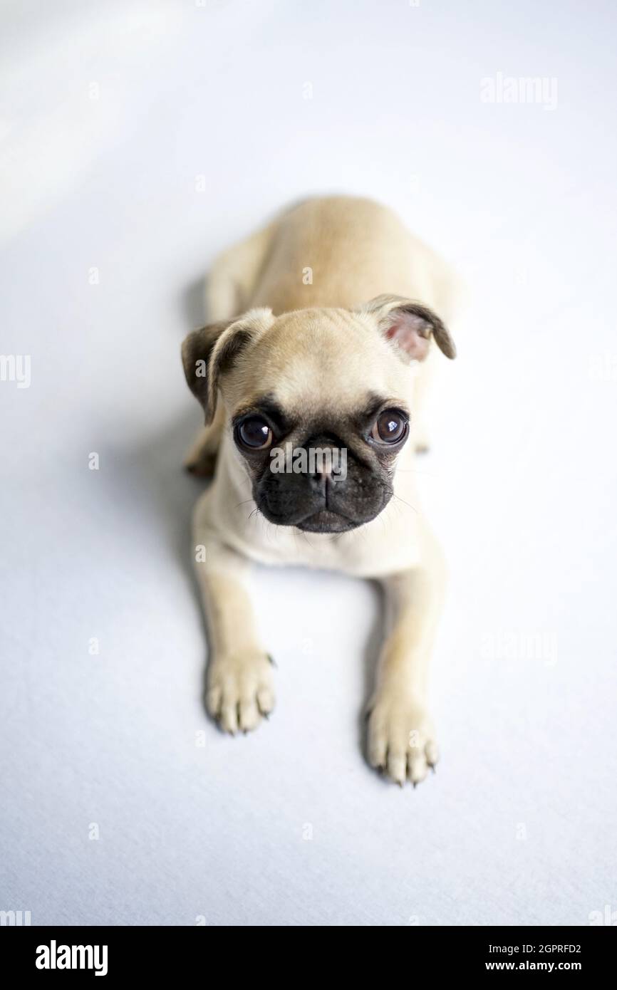 Portrait Of A Pug Dog Stock Photo - Alamy
