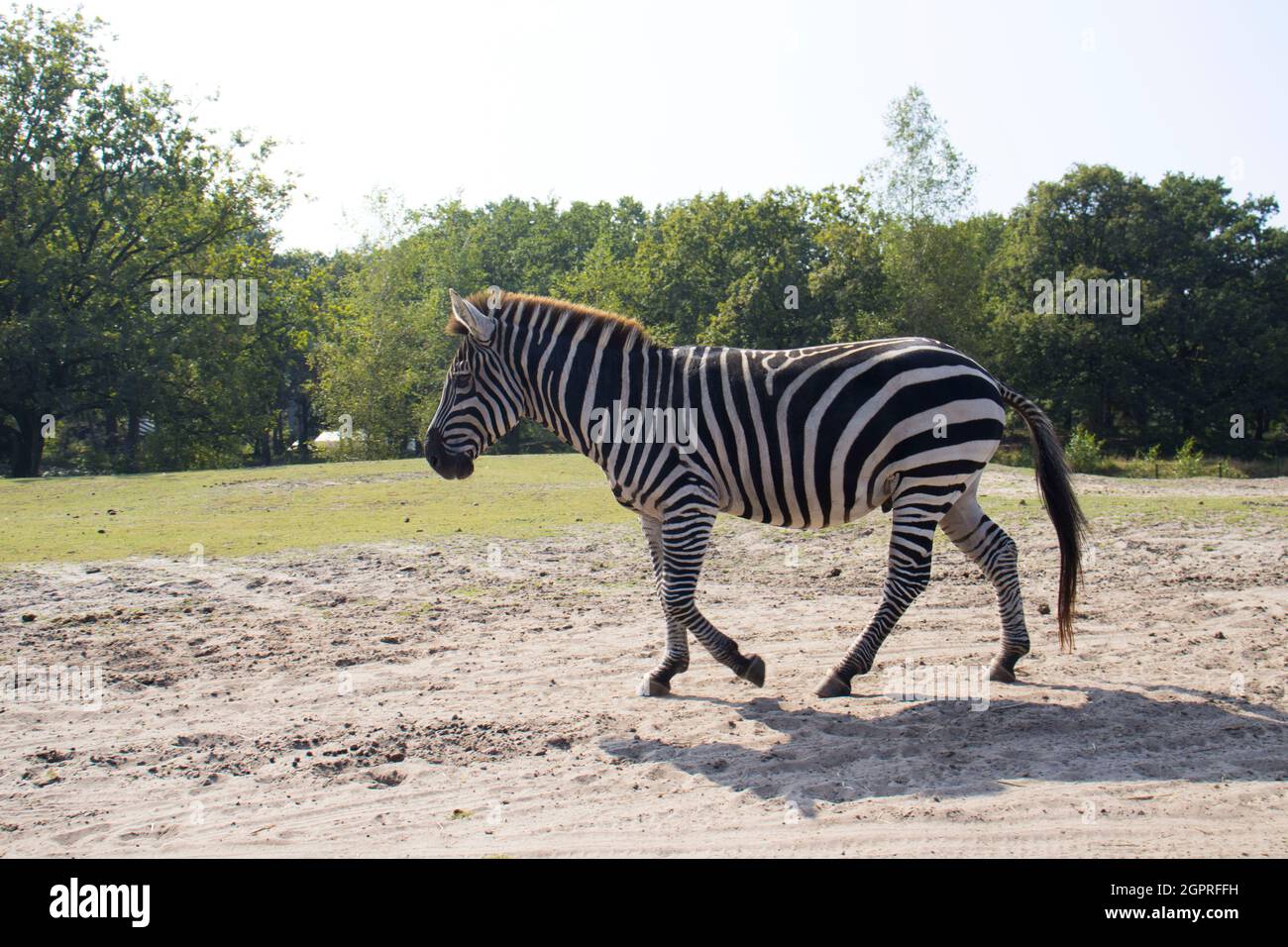 Zebra zookeeper hi-res stock photography and images - Alamy