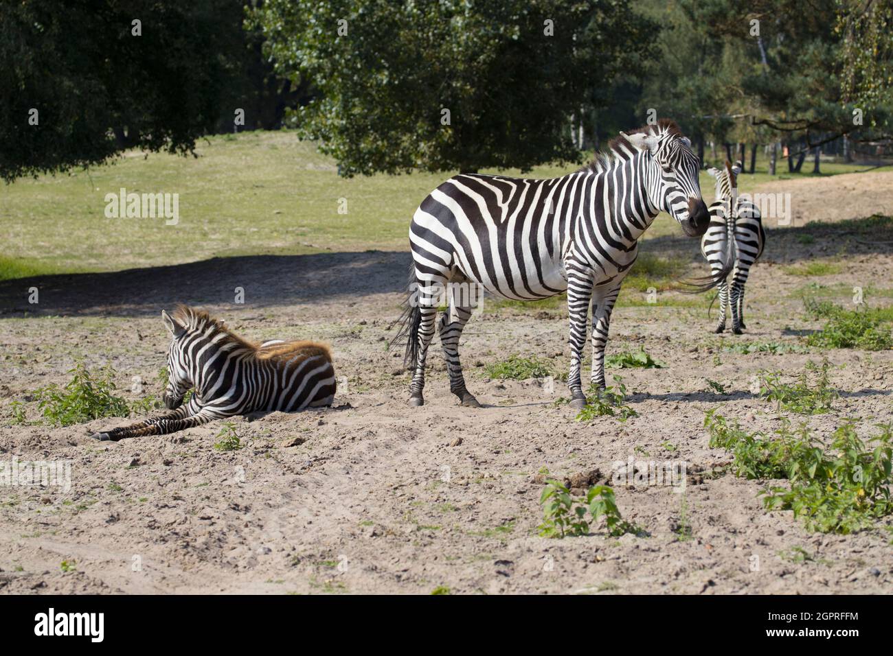 zebra in the zoo grazing grass Stock Photo - Alamy