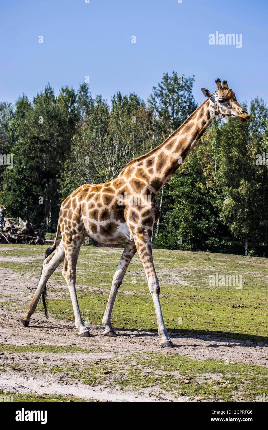 giraffe in the zoo sunny day Stock Photo - Alamy