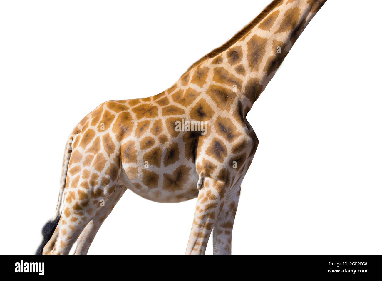 Funny giraffe on white background hi-res stock photography and images ...