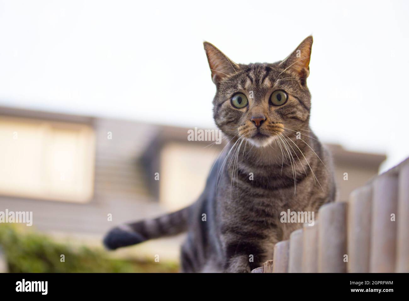 cat outside in the garden Stock Photo - Alamy
